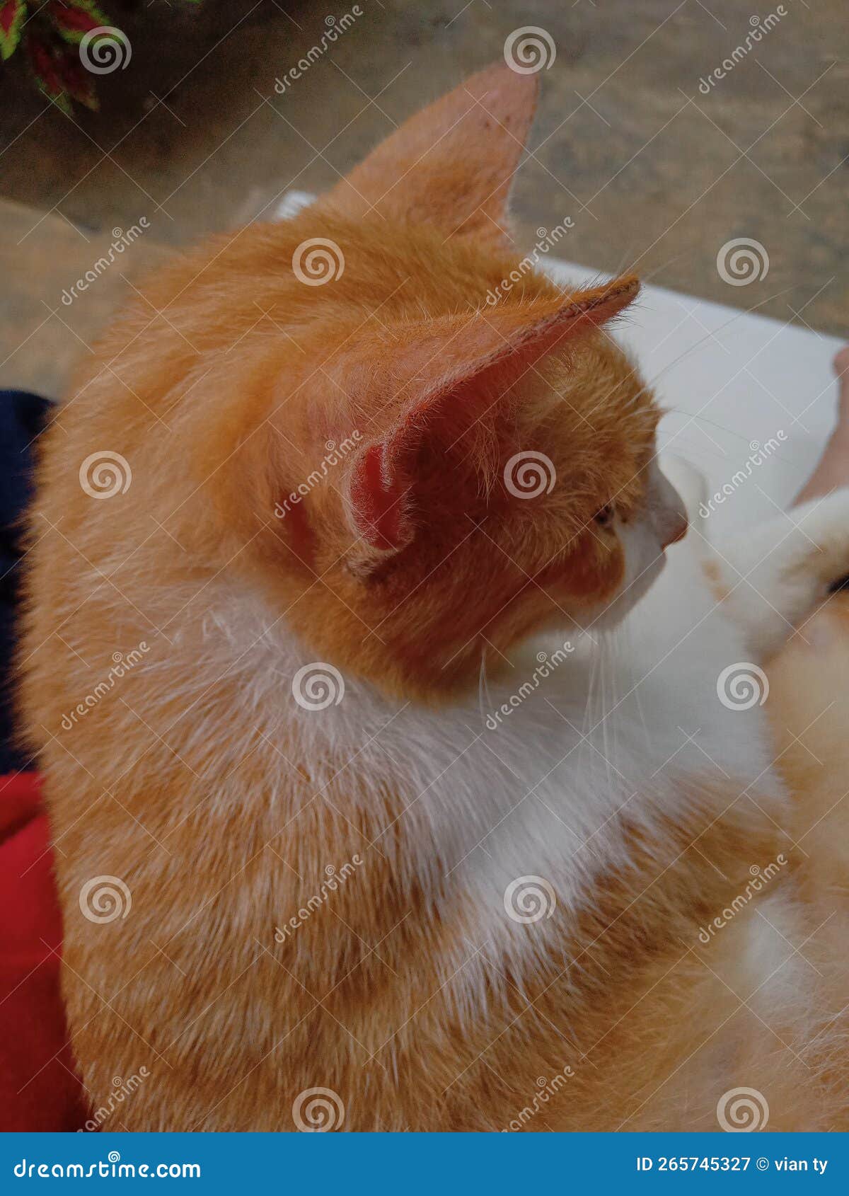 A Cat Who is Upset Thinking about His Lover Stock Image - Image of ...