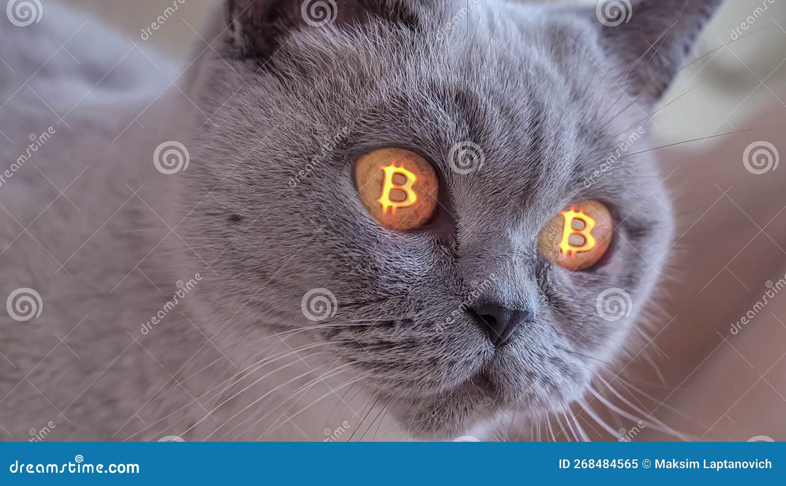 Cat in Whose Eyes Symbol of Bitcoin. Crypto Currency Stock Image ...