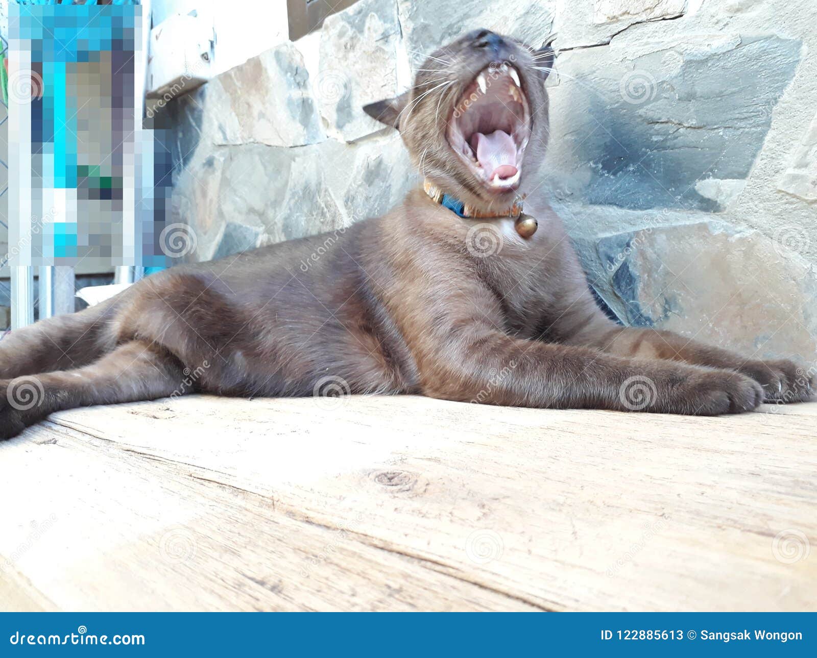 The Cat is Wide Open, Lying on a Wooden Floor. Stock Image - Image of ...