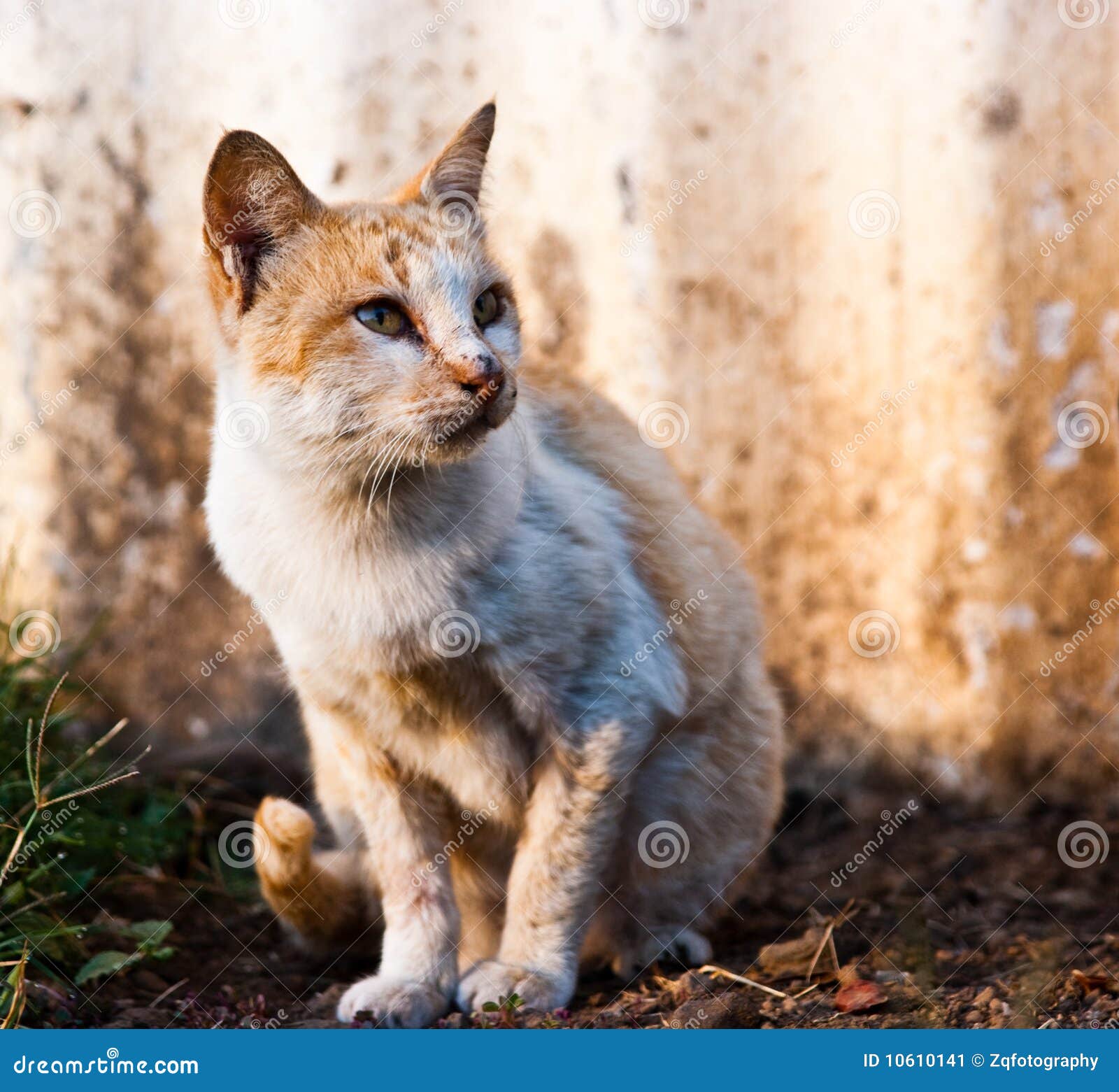 Cat in wild stock image. Image of kitty, floral, grass - 10610141