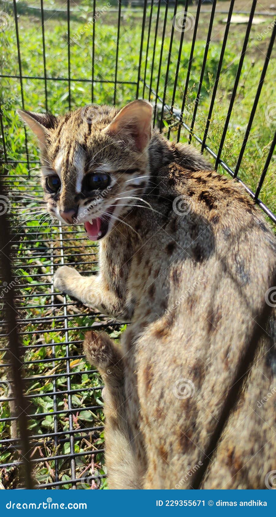 Cat wild and angry stock image. Image of safari, mammal - 229355671