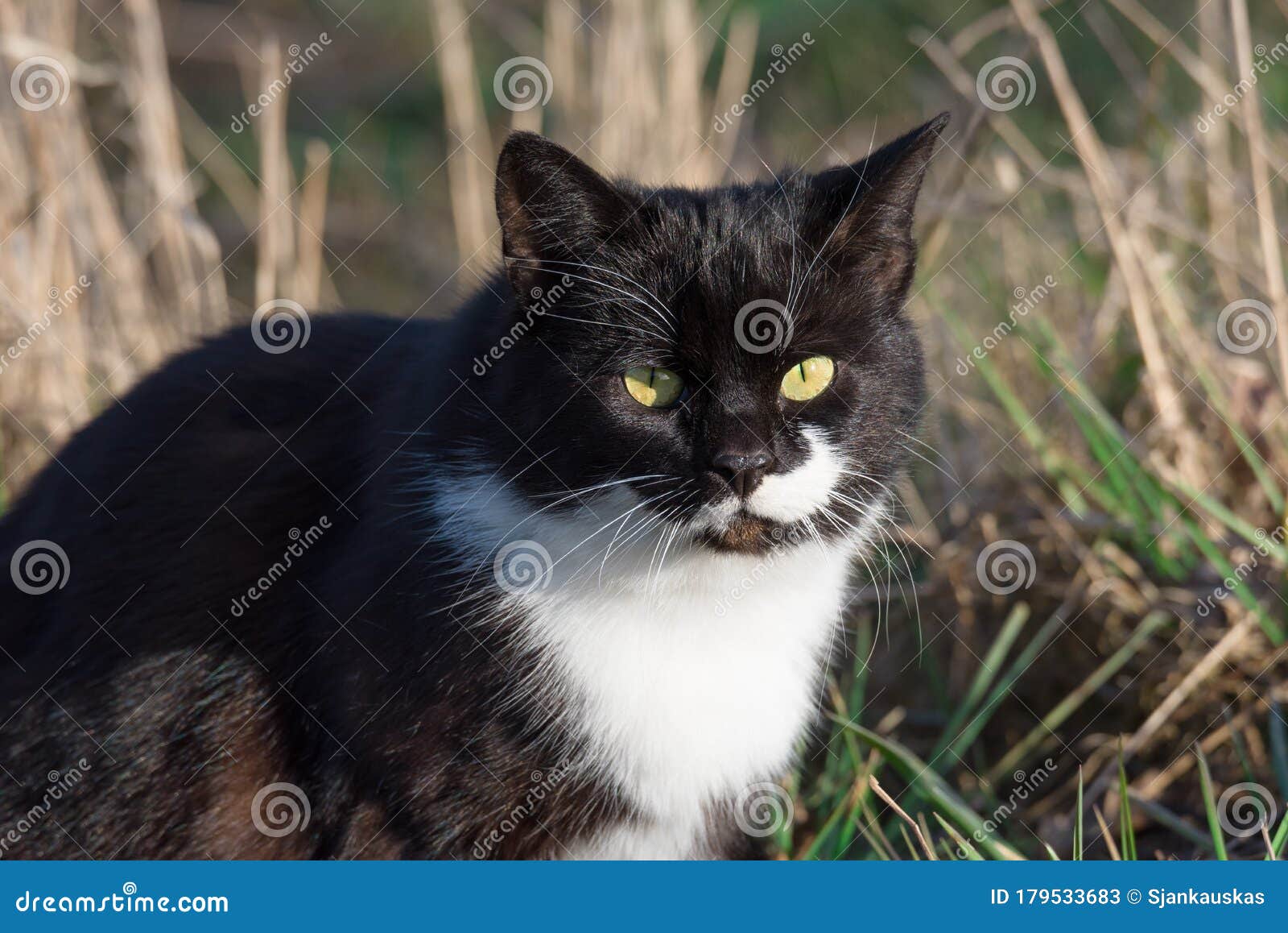 Cat in a wild nature stock image. Image of portrait - 179533683