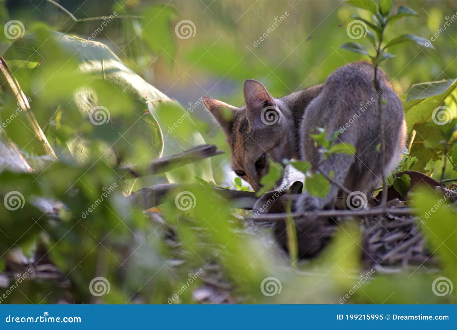 Curious Cat Searching in the Wild. Stock Image - Image of secretive ...