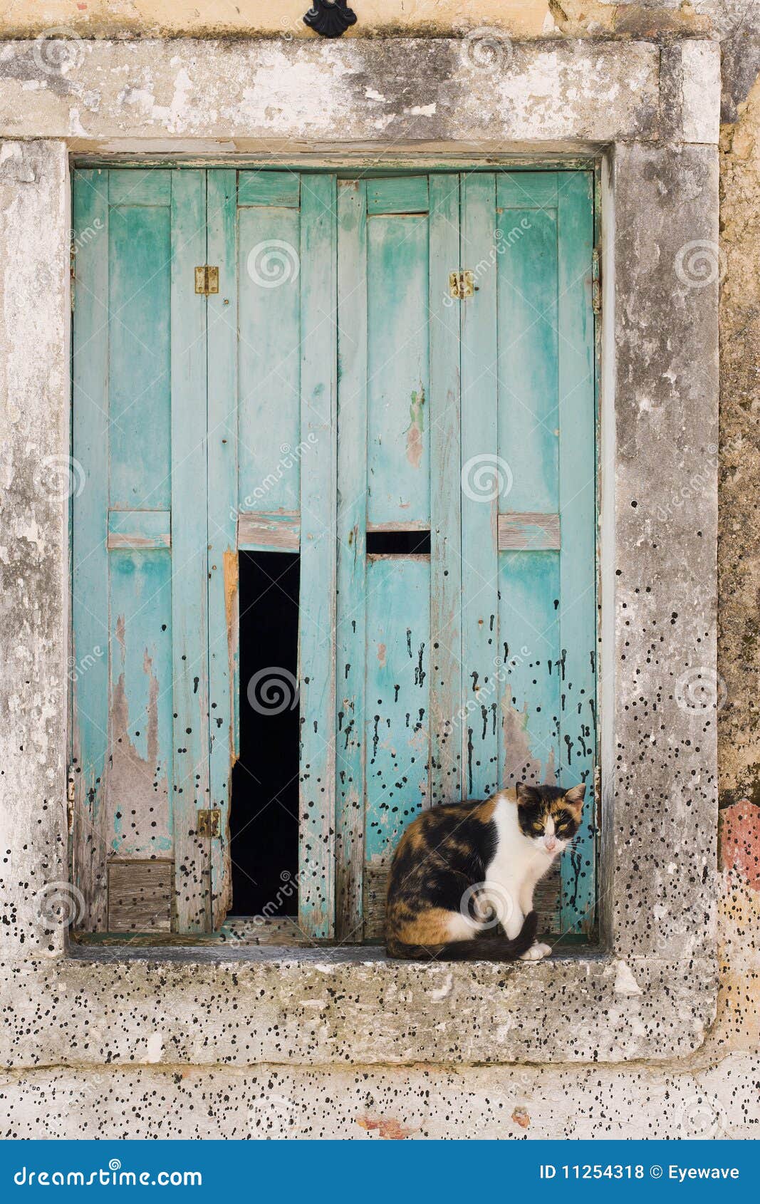 Cat in the window stock photo. Image of window, animal - 11254318