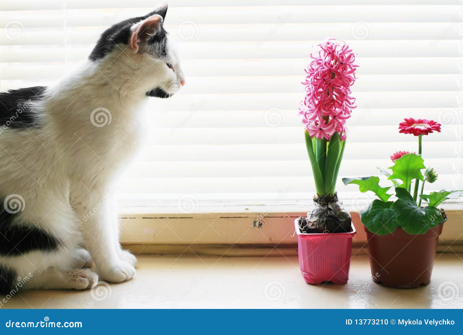 Cat on the window stock photo. Image of nature, sitting - 13773210