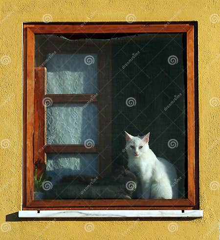 Cat in window stock image. Image of feline, kitty, nature - 262011