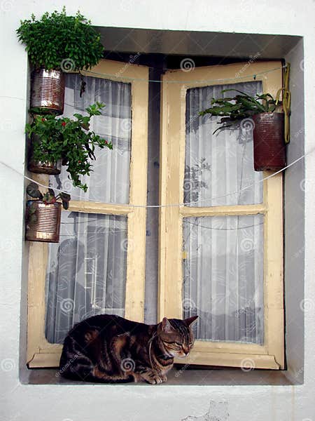 Cat by the window stock image. Image of animal, window - 3406891