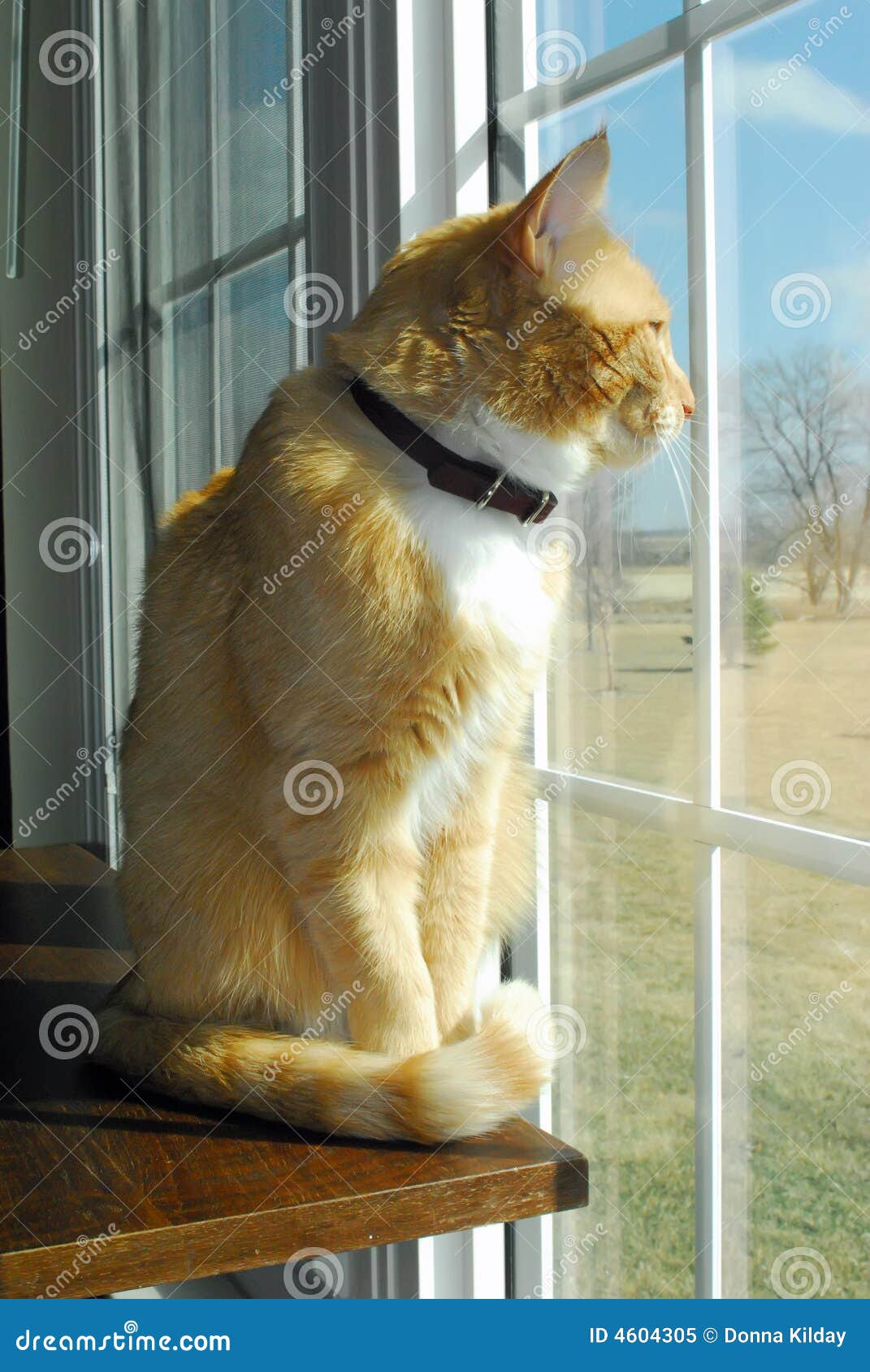 Cat at window stock image. Image of interior, winter, spring - 4604305