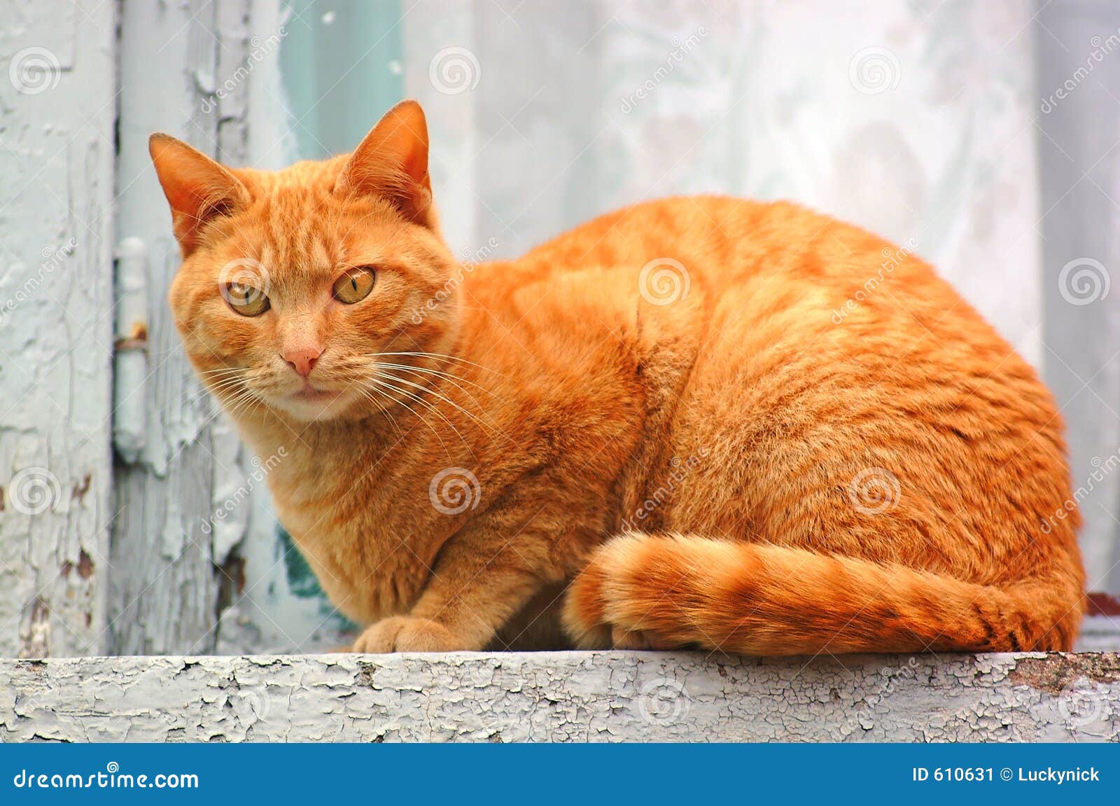 Cat on the window stock image. Image of learn, feline, camera - 610631