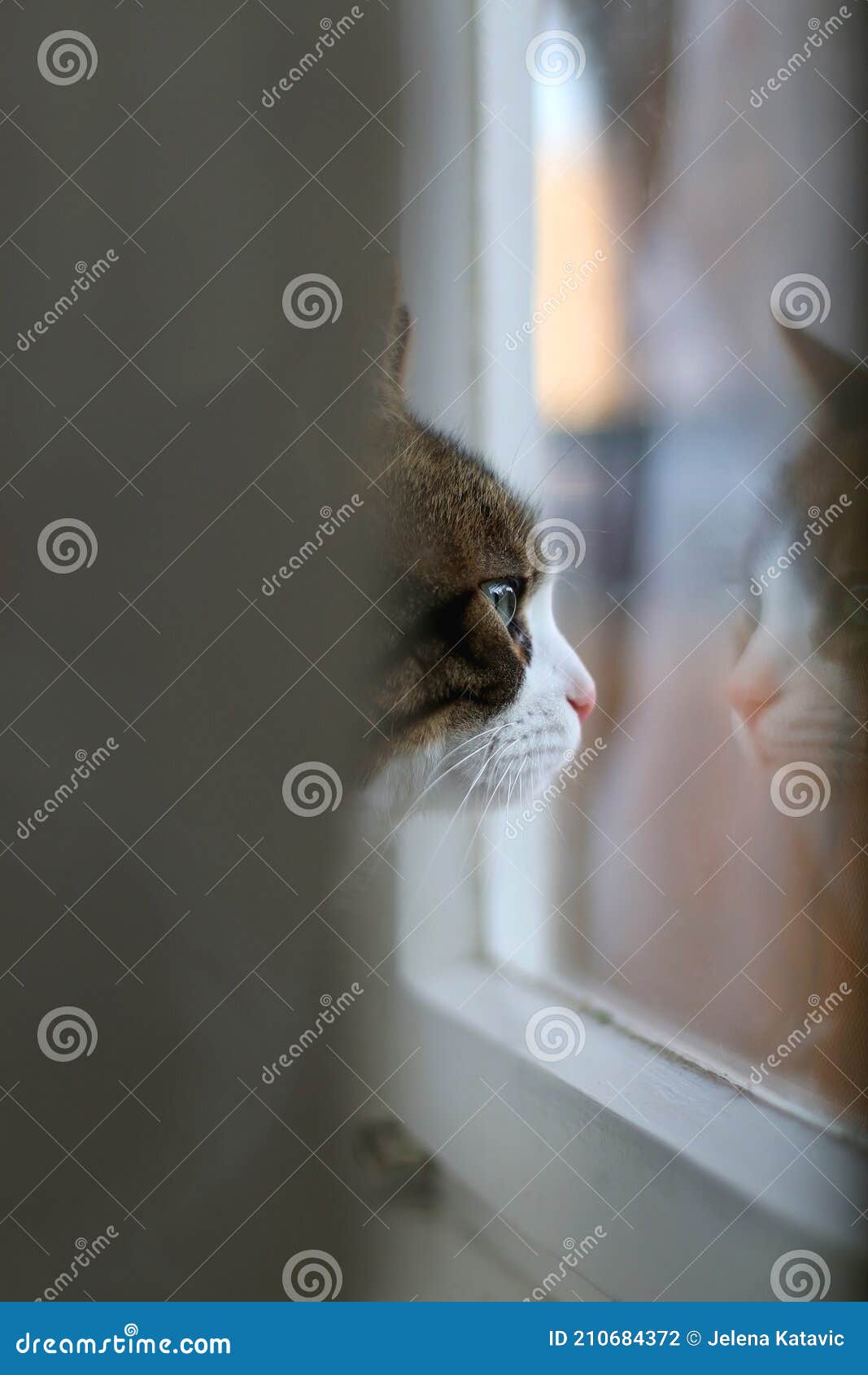 Cat in the Window stock photo. Image of kitten, pastel - 210684372