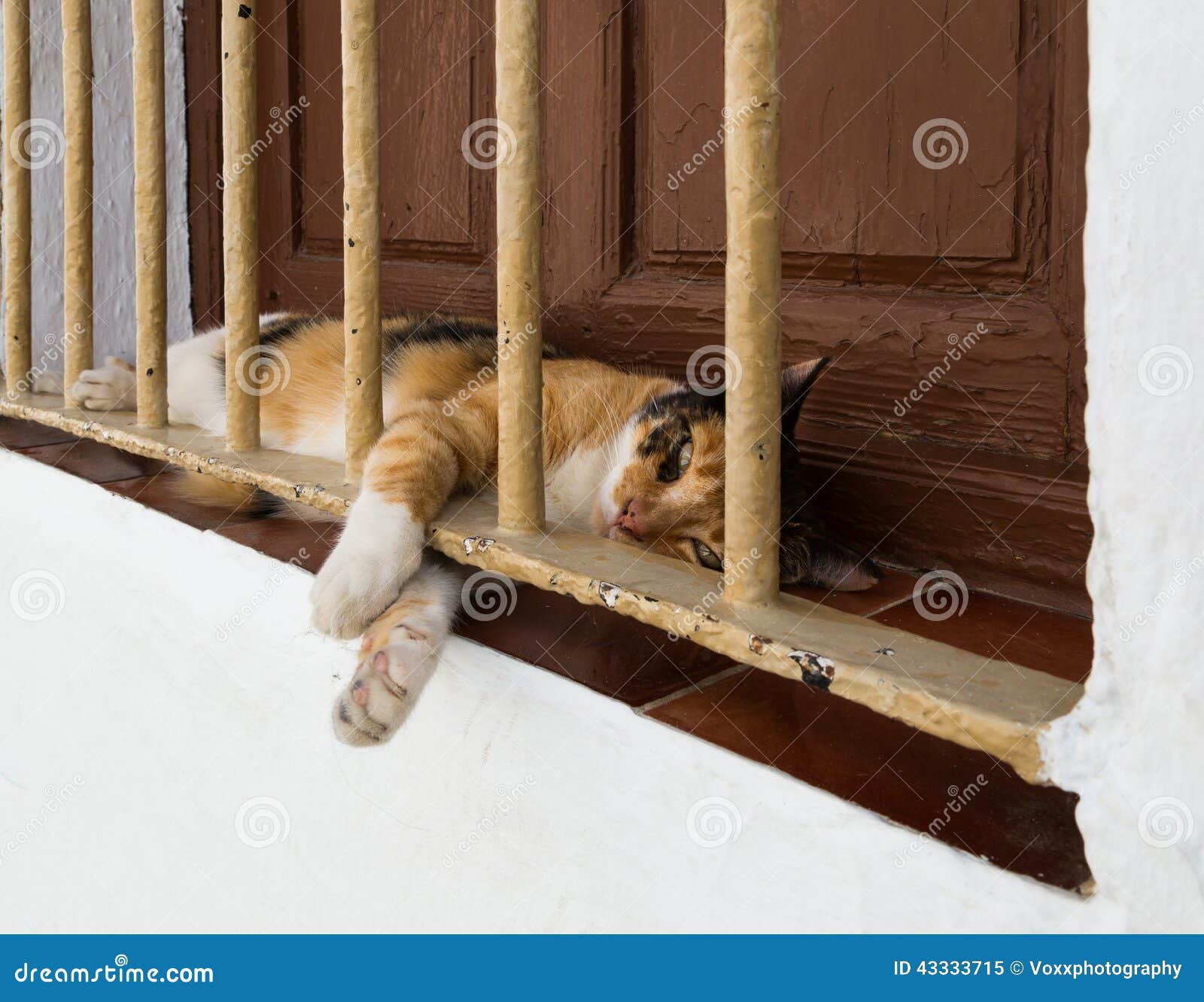 Cat on window ledge stock image. Image of nature, house - 43333715