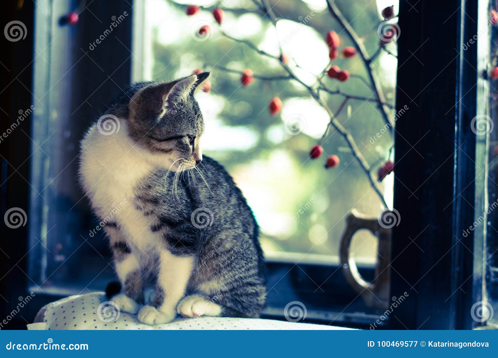 Cat and window stock image. Image of mammal, atmosphere - 100469577