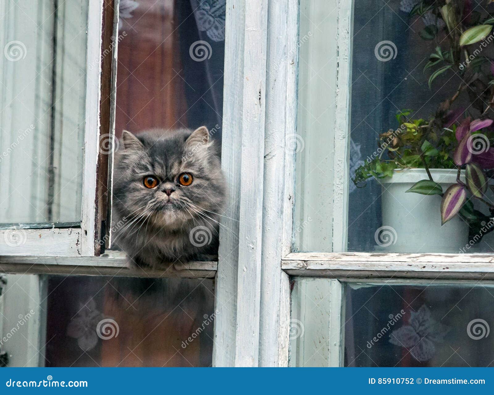 Cat in the window stock photo. Image of domestic, mammal - 85910752
