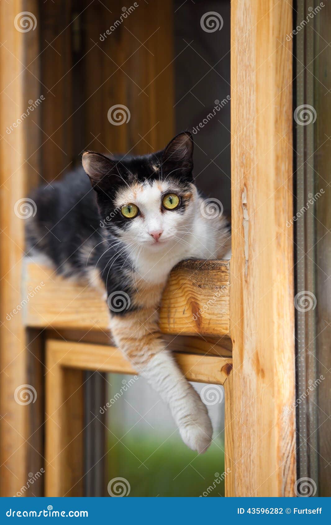 Cat in window stock photo. Image of head, resting, looking - 43596282
