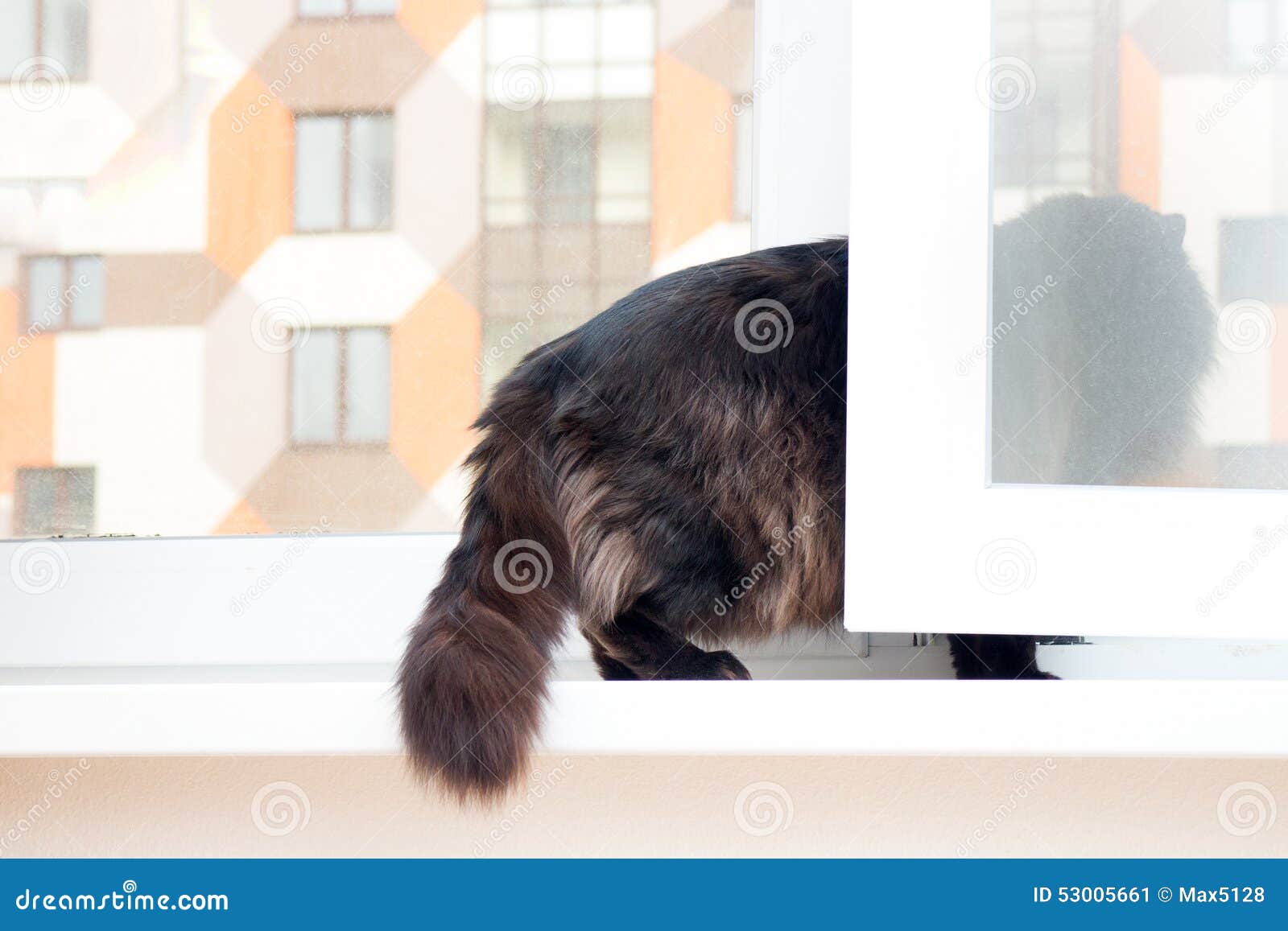 Cat on the Window in a New Apartment House Stock Image - Image of ...