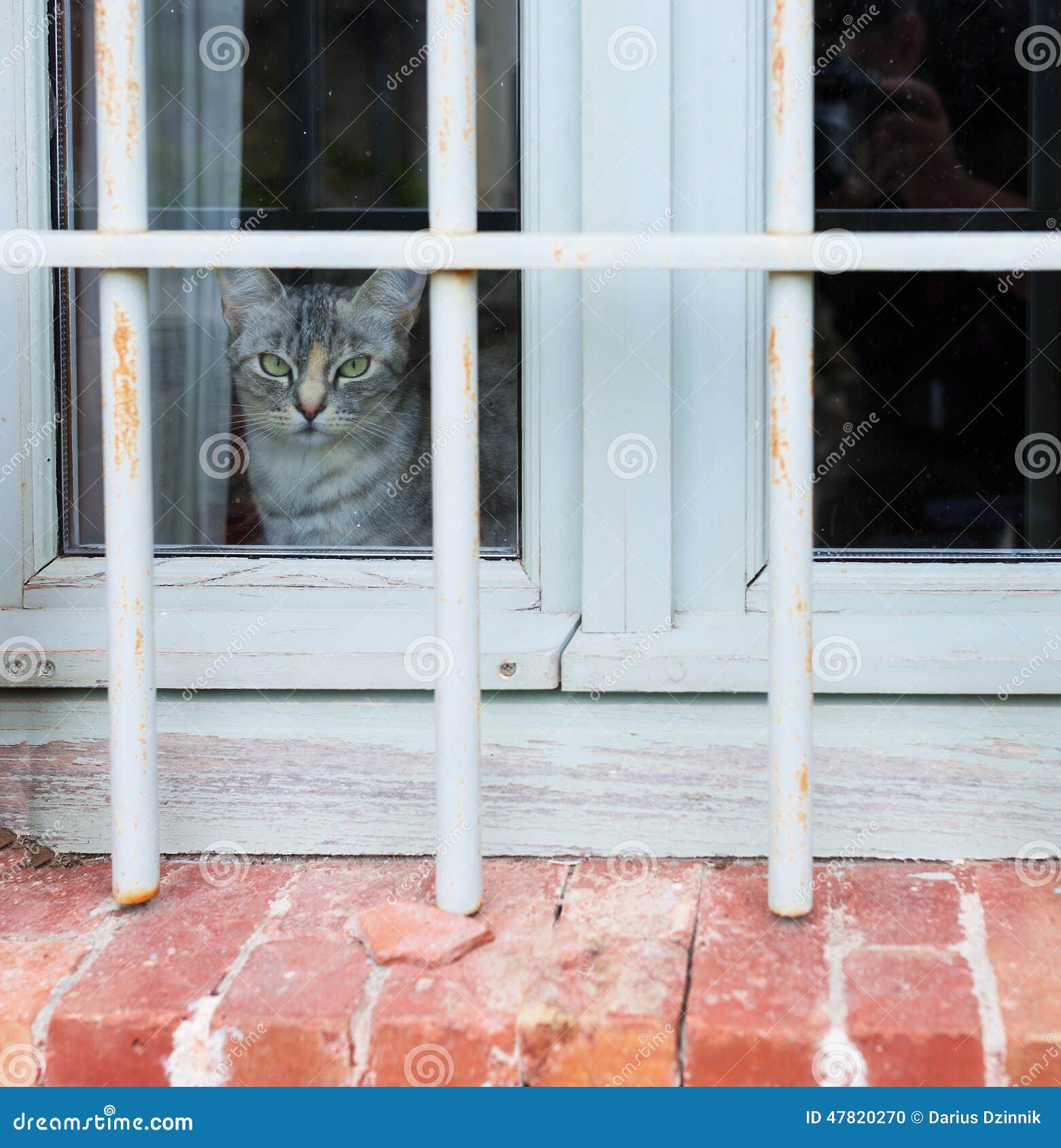 Cat in the window stock photo. Image of animal, inside - 47820270