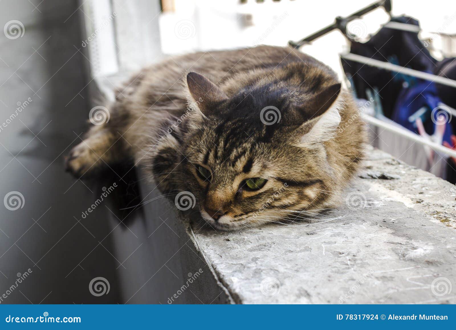 Cat in the window stock photo. Image of alone, nature - 78317924