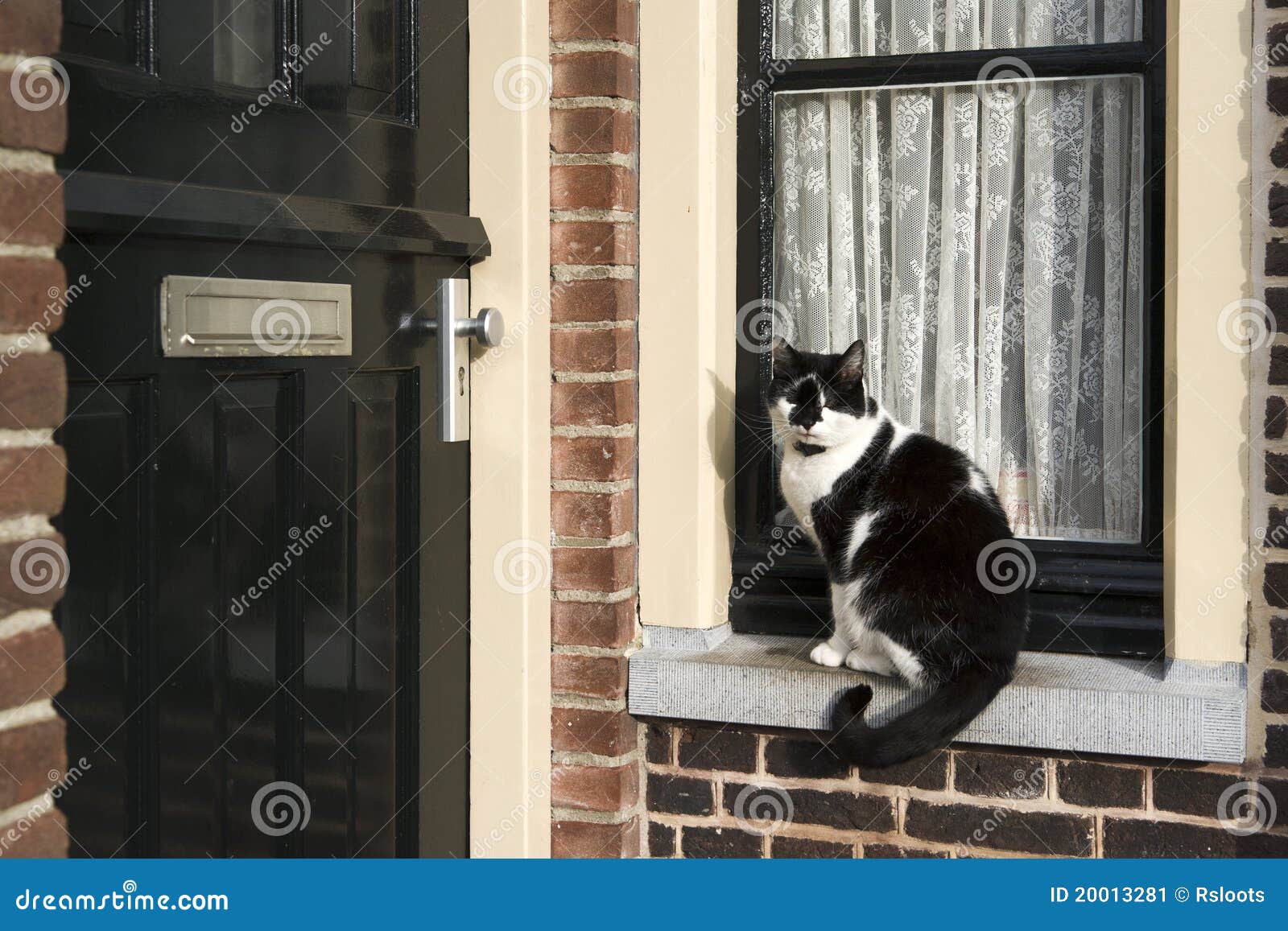 Cat on window sill stock image. Image of domesticated - 20013281