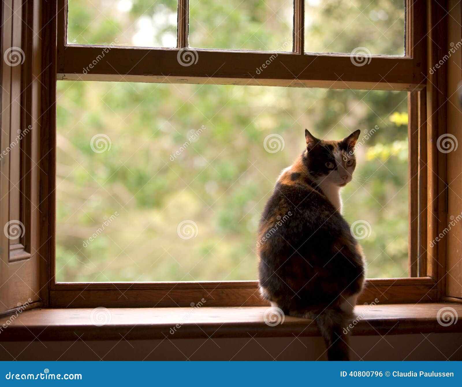 Cat in a window stock photo. Image of window, meet, rest - 40800796