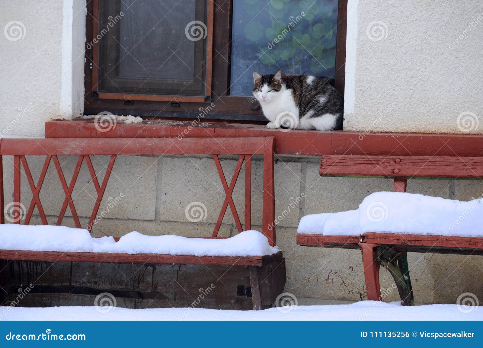 Cat by the Window on the Winter Day Stock Photo - Image of winter ...
