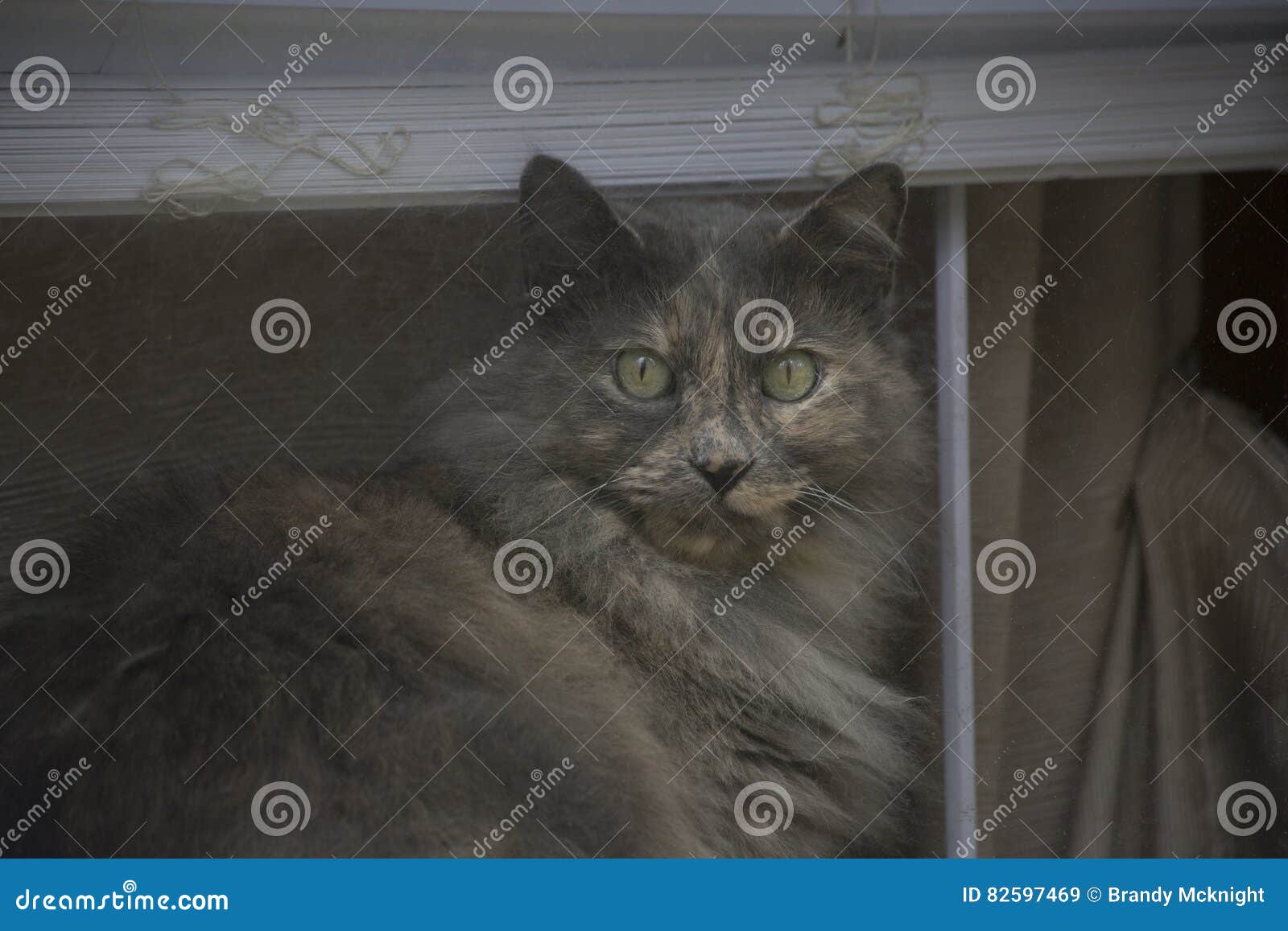 Cat in a Window stock image. Image of friendship, alert - 82597469