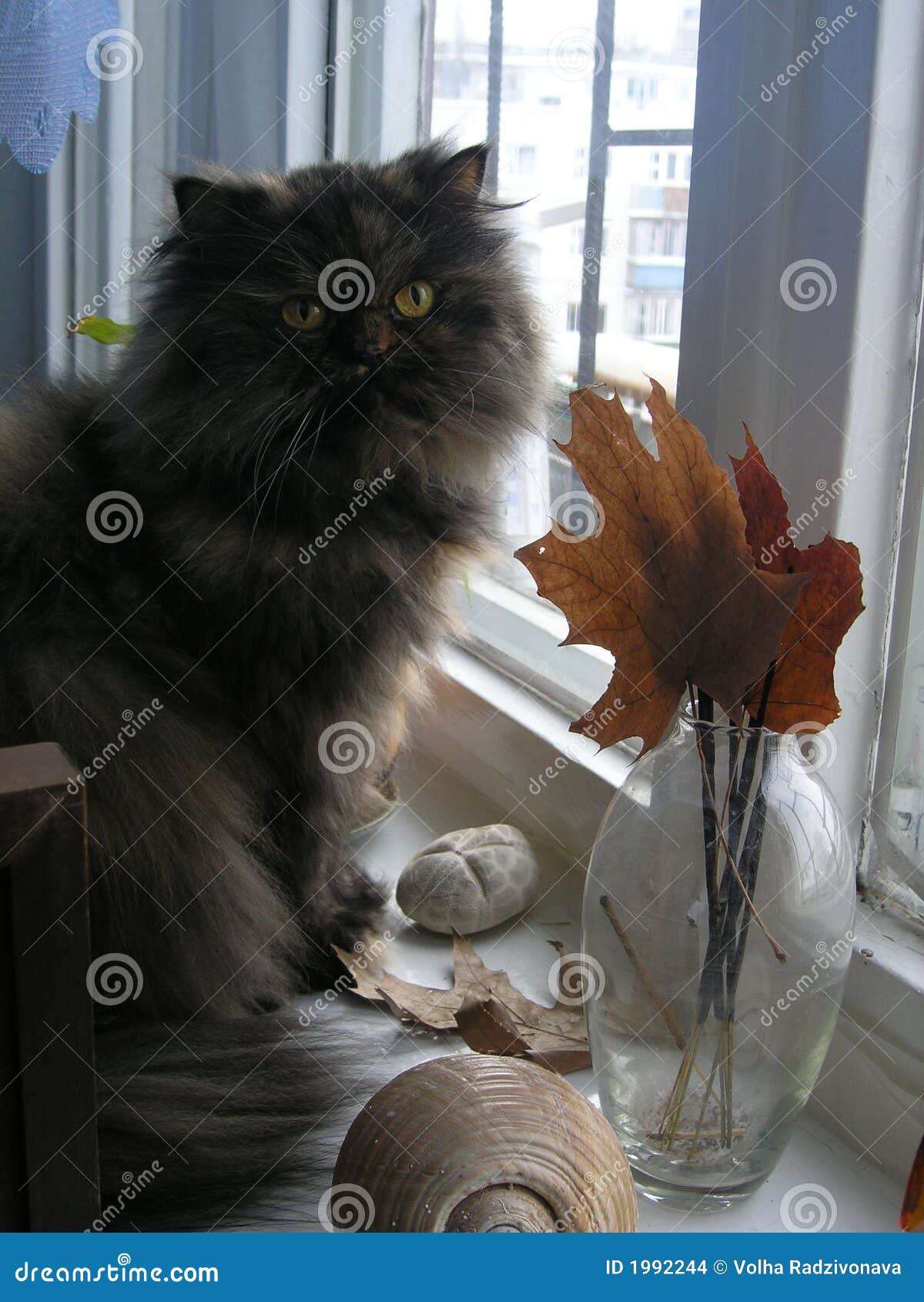 1,985 Cat Windows Stock Photos - Free & Royalty-Free Stock Photos from ...