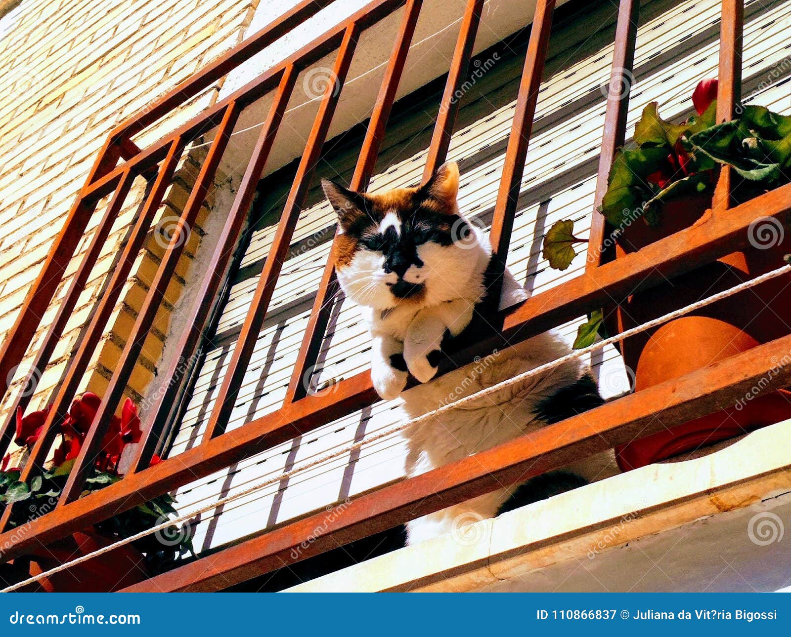 Cat Windows stock image. Image of windows, streat, animal - 110866837