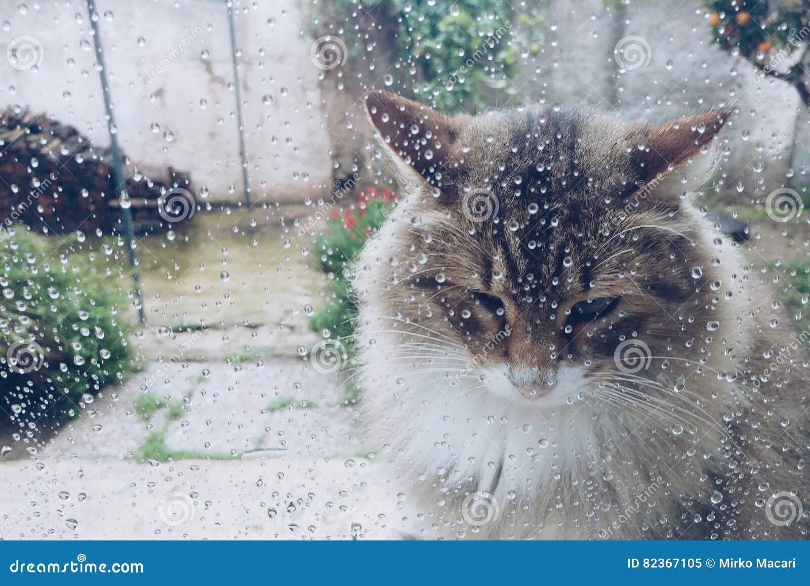 Cat at the Windows with Rain Drops Stock Image - Image of fluffy, home ...