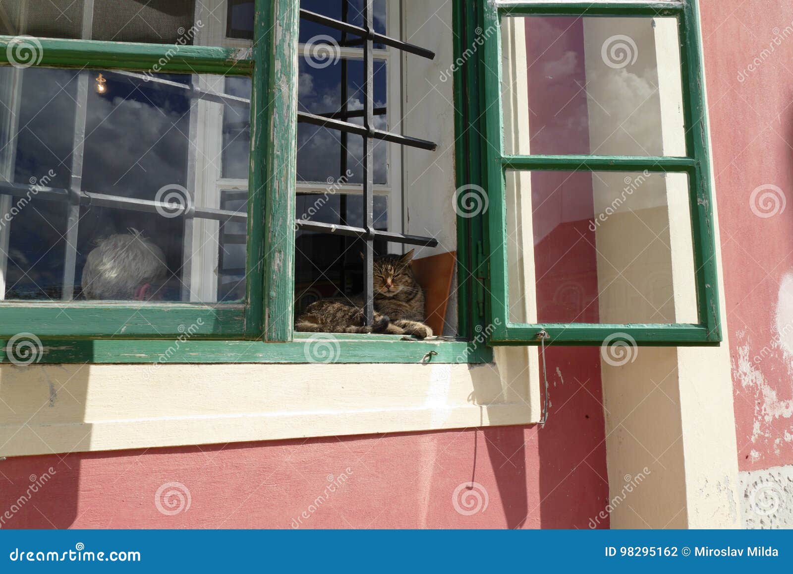 Cat in windows stock photo. Image of glass, looking, lime - 98295162