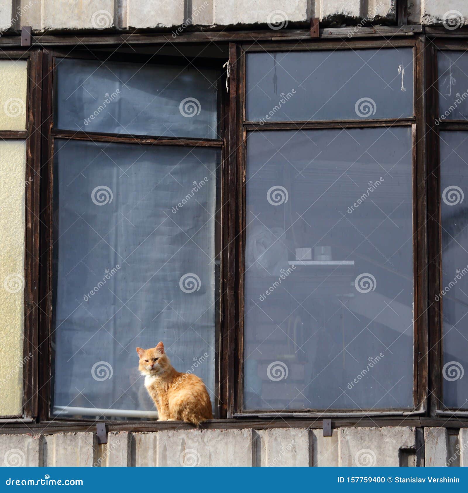 A cat on the windowsill stock photo. Image of sill, facade - 157759400