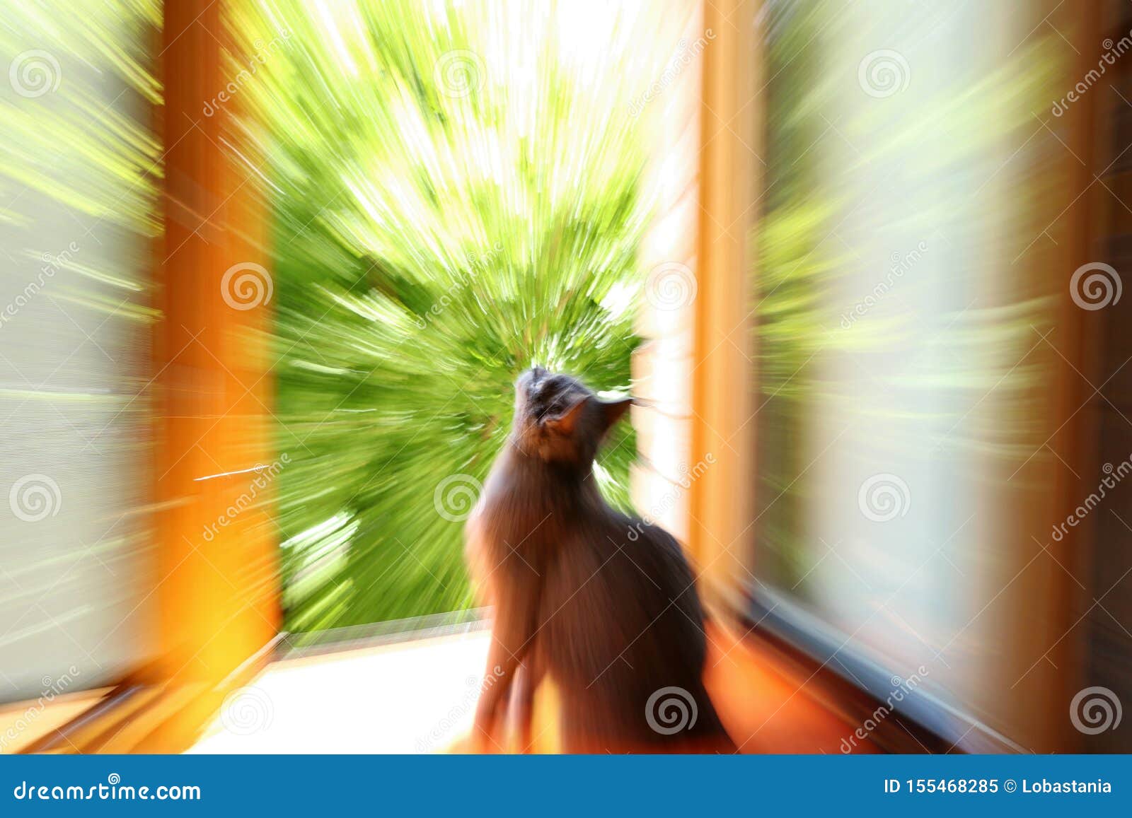 Cat on the Windowsill. Teleport Effect Stock Image - Image of effectn ...