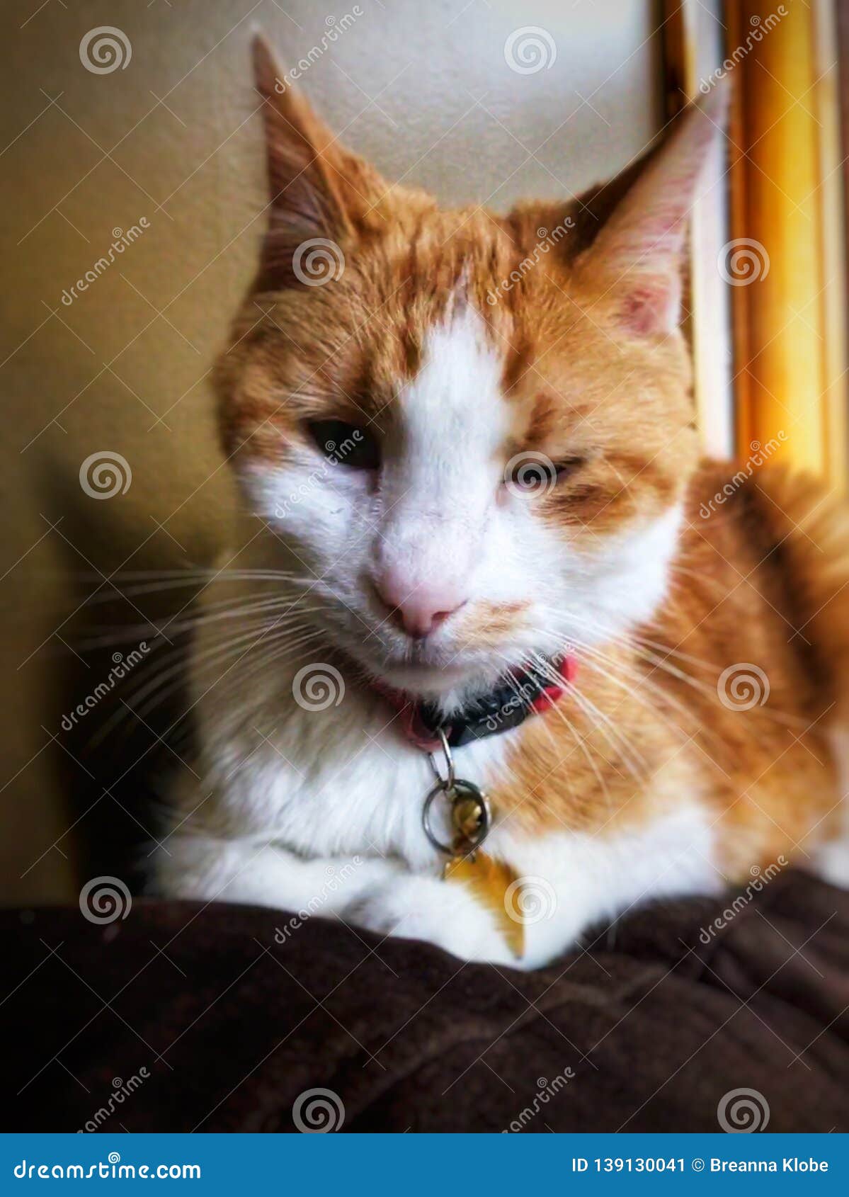 Cat Winking stock image. Image of laying, couch, camera - 139130041