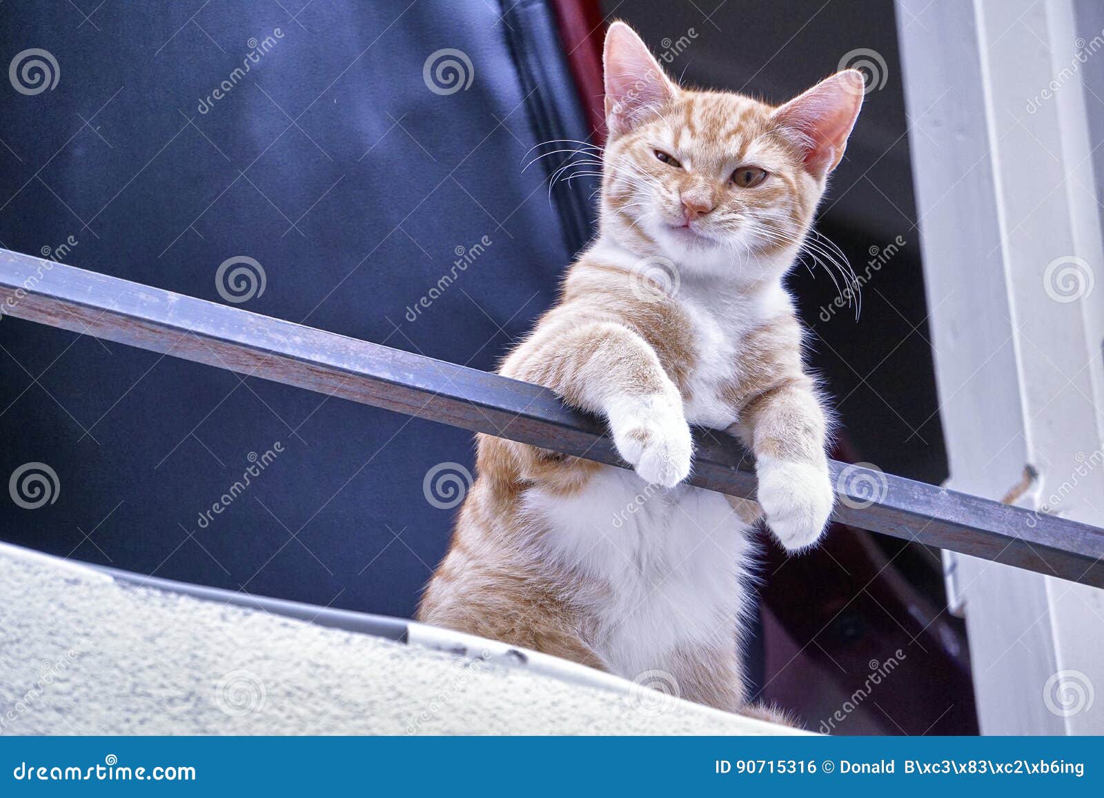 Cat winking stock photo. Image of paws, observing, window - 90715316