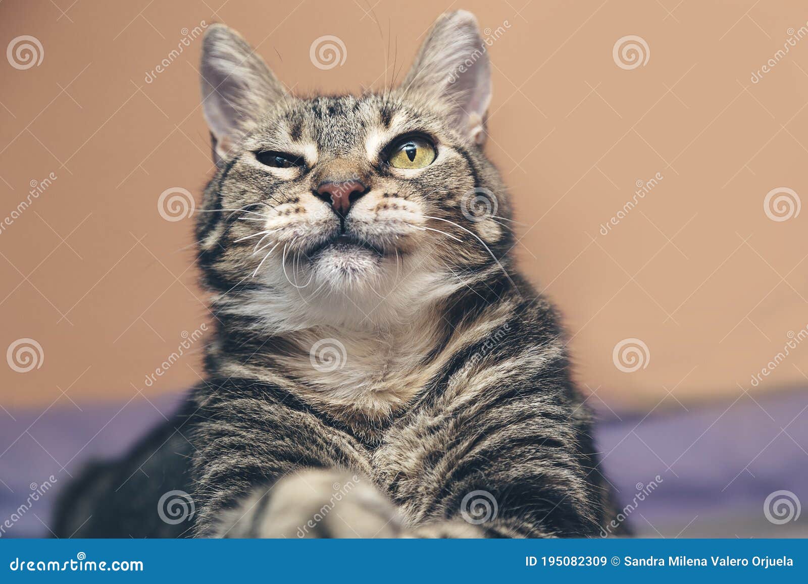 Cat Winking, Pet Giving an Approval, Cat Lying Stock Image - Image of ...