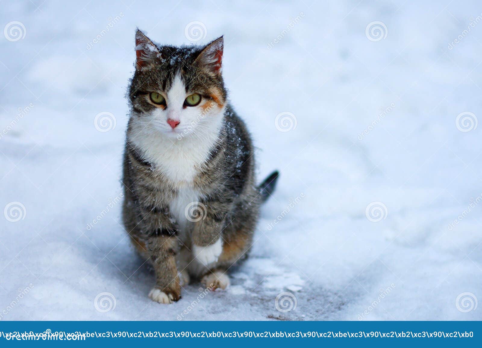 Cat in winter stock image. Image of winter, abstract - 37265857