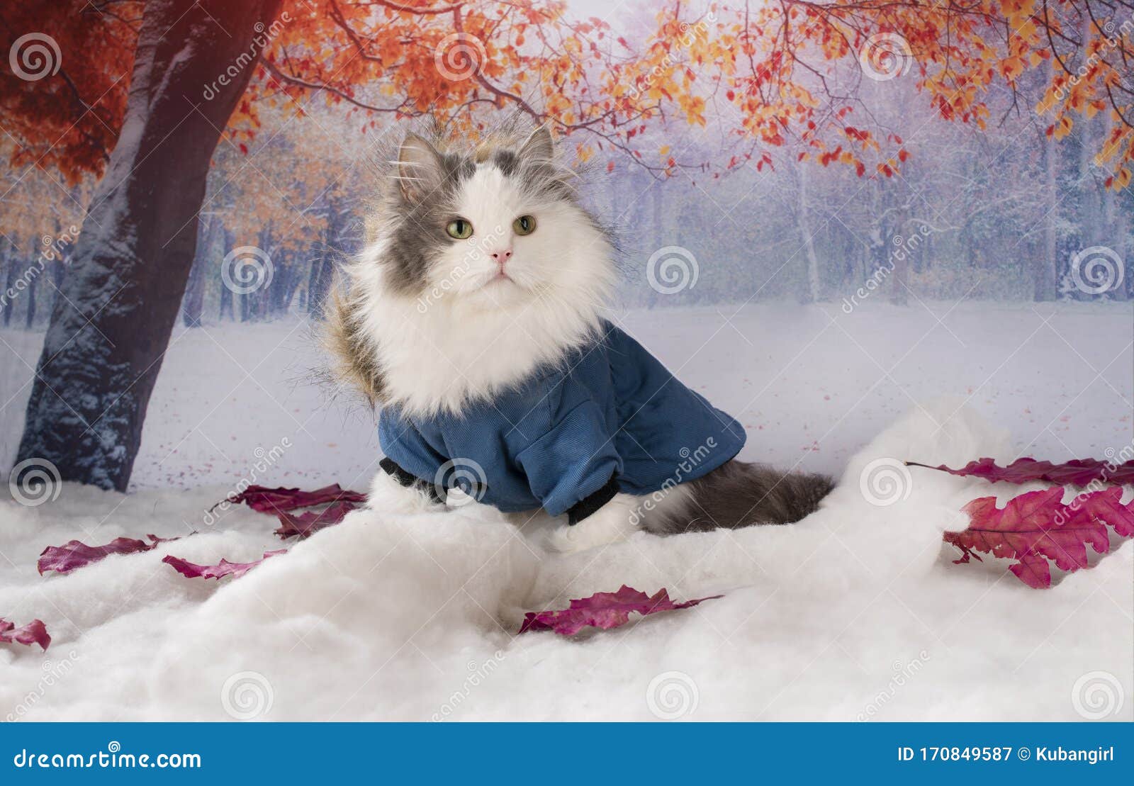 Cat in a Winter Jacket Walks in the Park Stock Image - Image of jacket ...