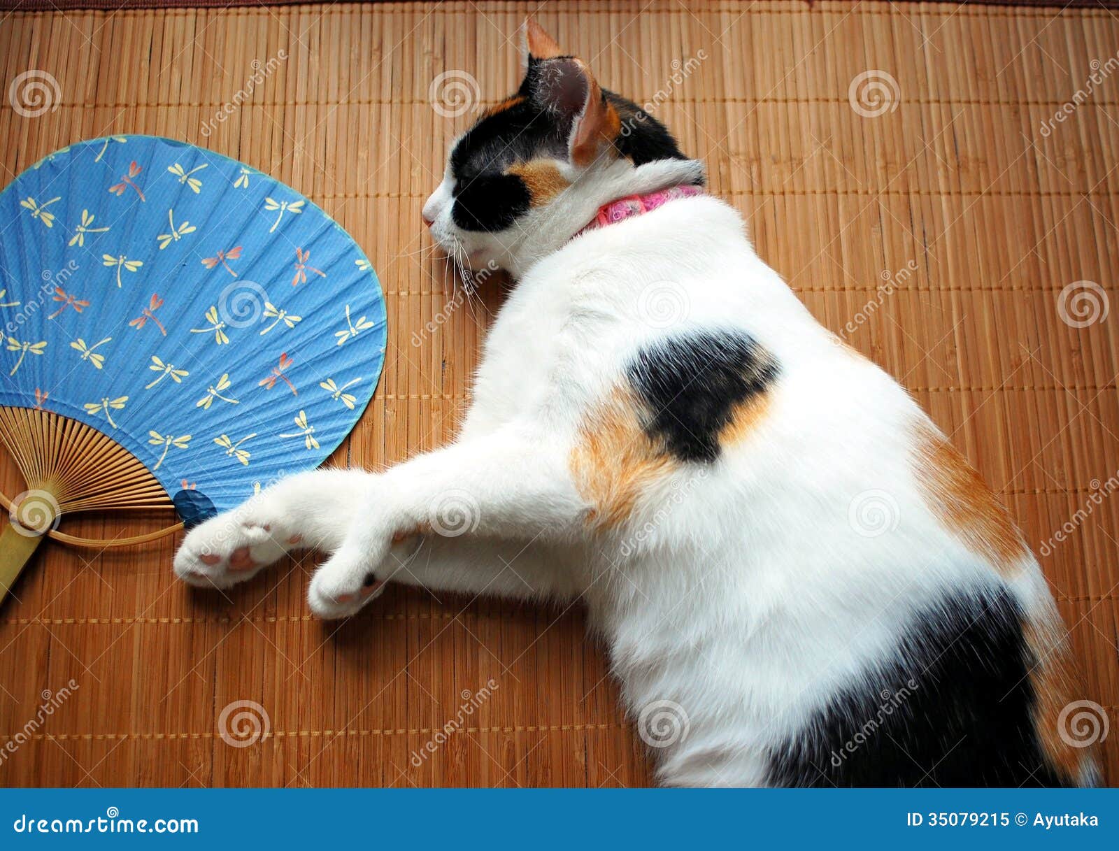 Cat withã€€fan stock image. Image of highangle, summer - 35079215