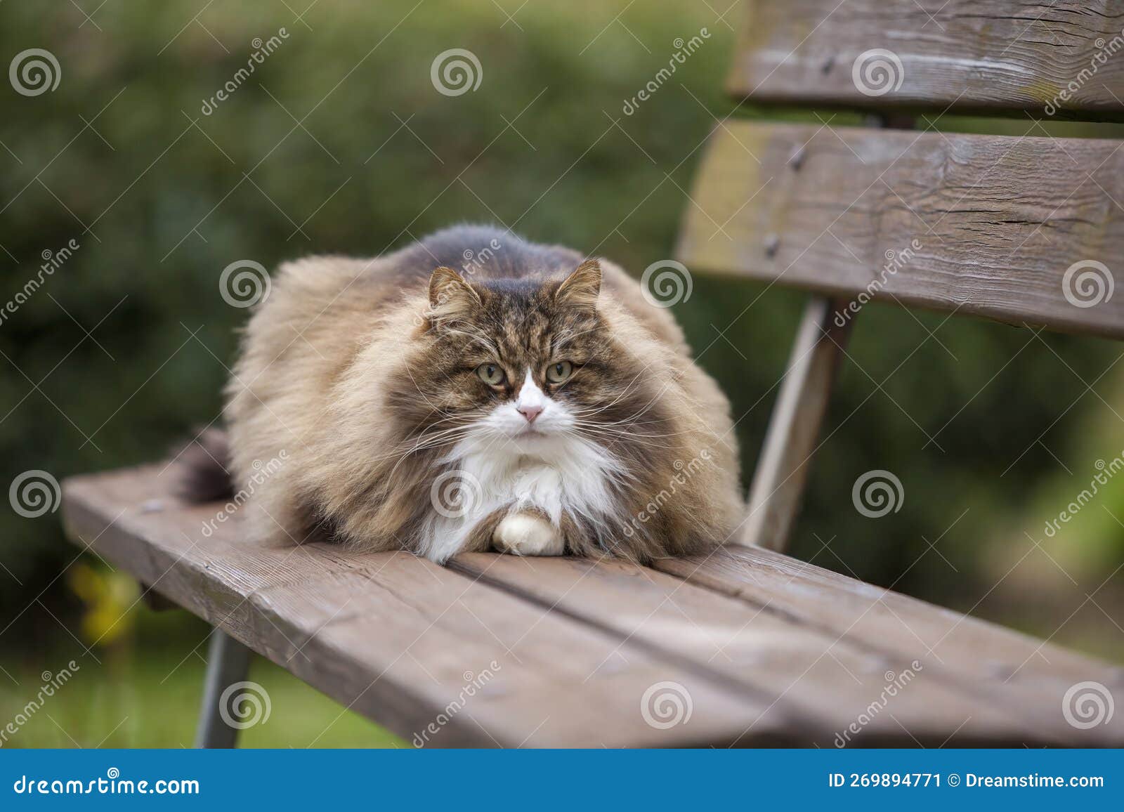 Cat on a Wodden Bench in a Park Stock Image - Image of funny, adorable ...