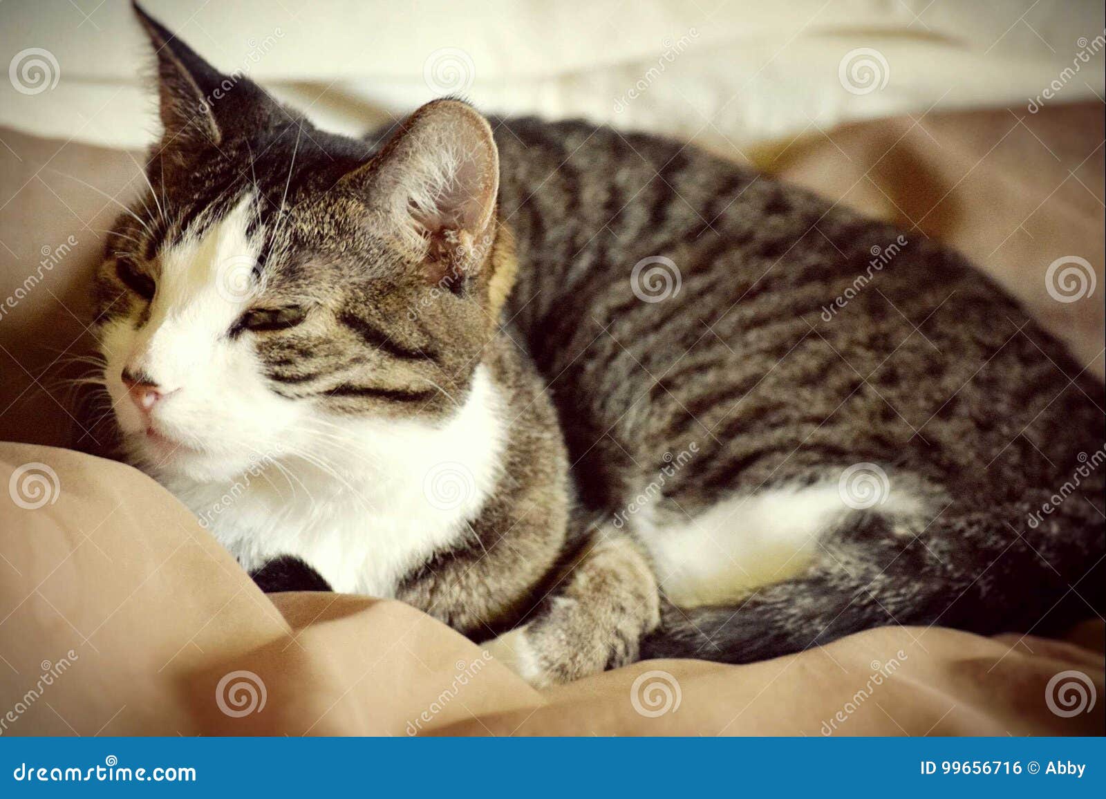 Cat waking stock photo. Image of woke, waking, cute - 99656716