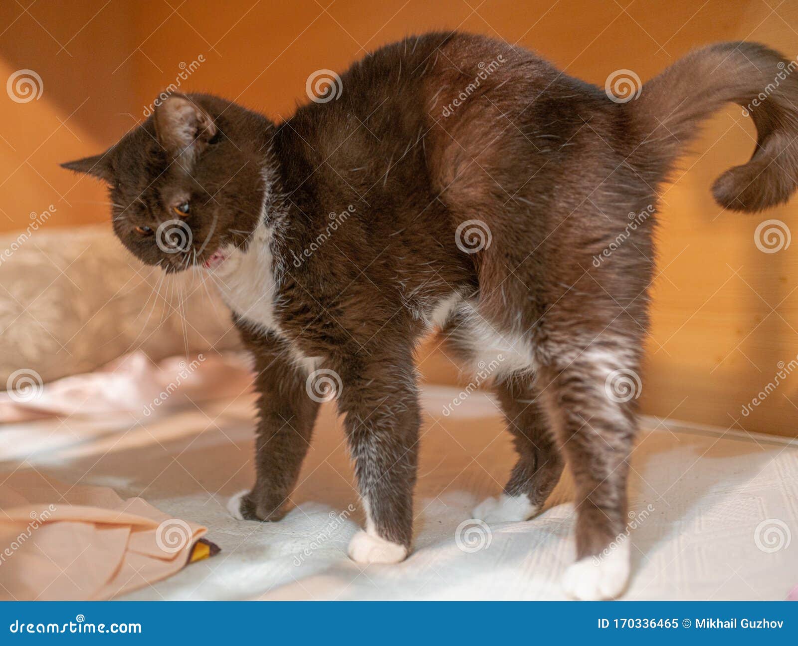 The Cat Woke Up and Stretched. British Breed Stock Image - Image of ...
