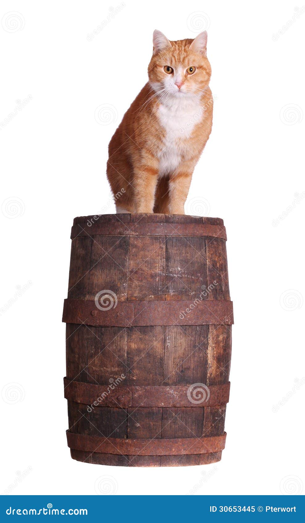 Cat on wooden barrel stock image. Image of mammal, kitten - 30653445