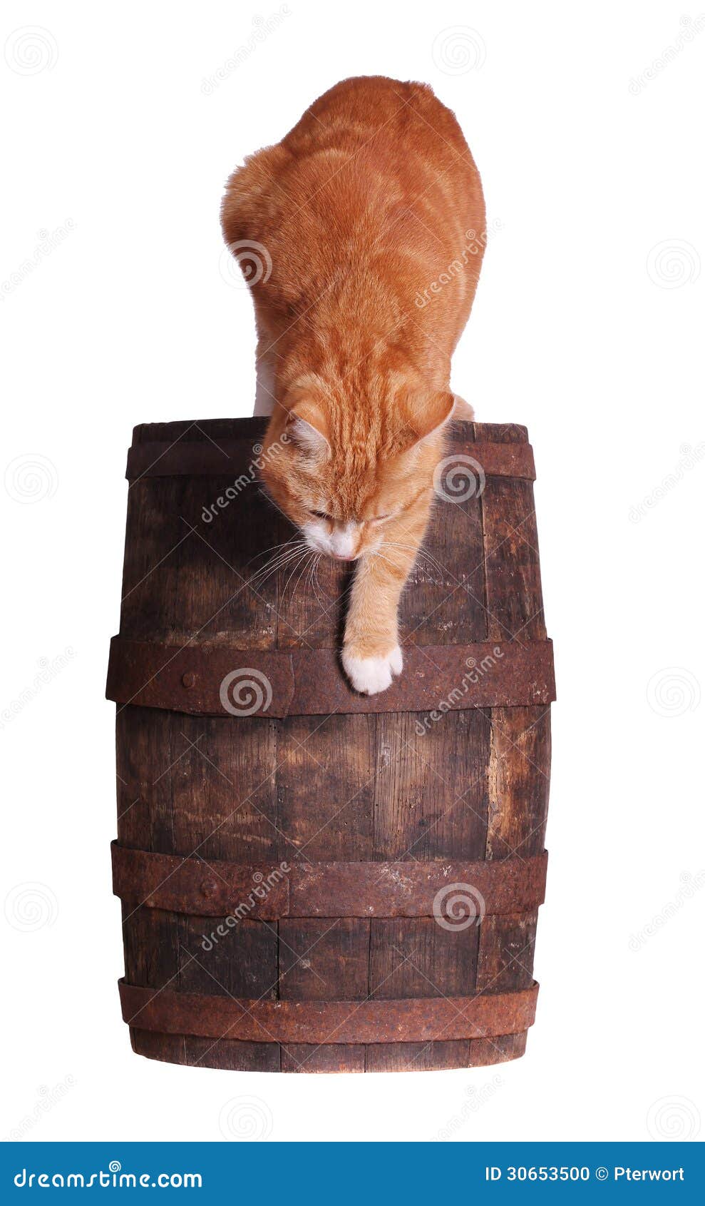 Cat and wooden barrel stock photo. Image of drink, nature - 30653500