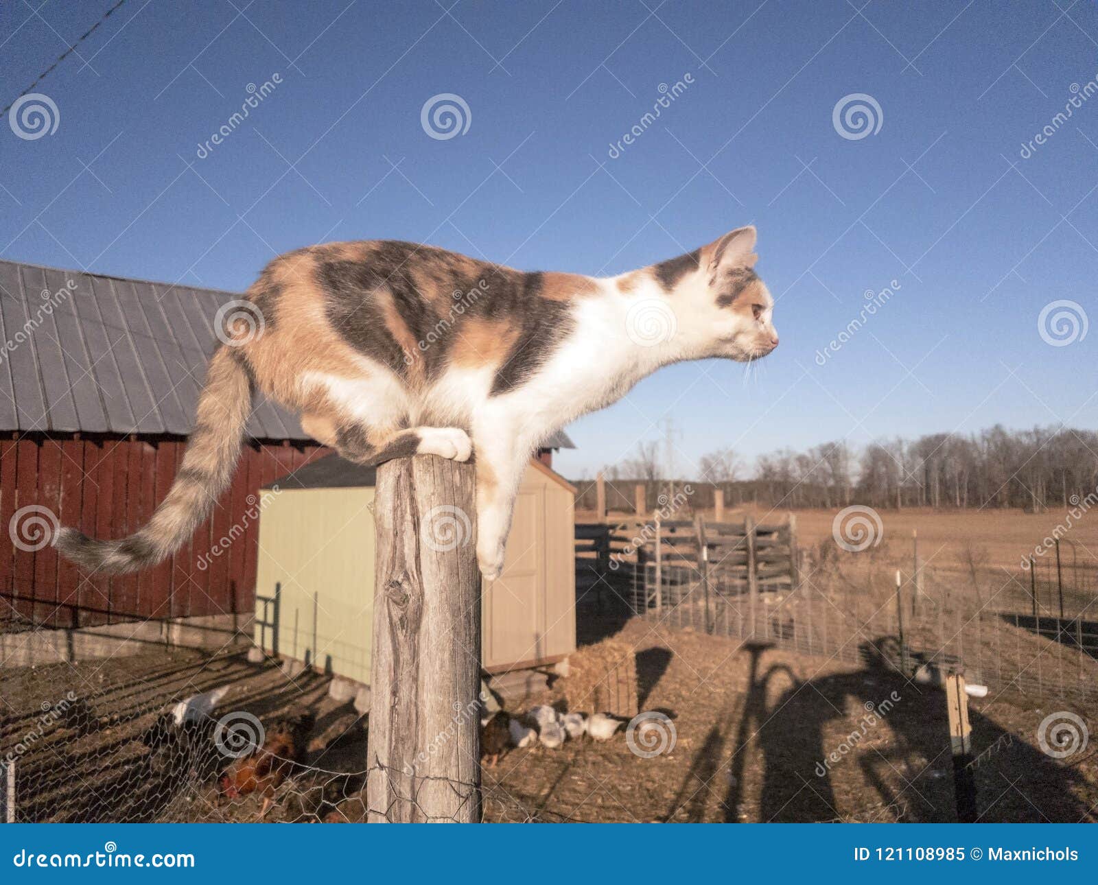 Cat on Wooden Post Ready To Jump Stock Image - Image of farm, calico ...