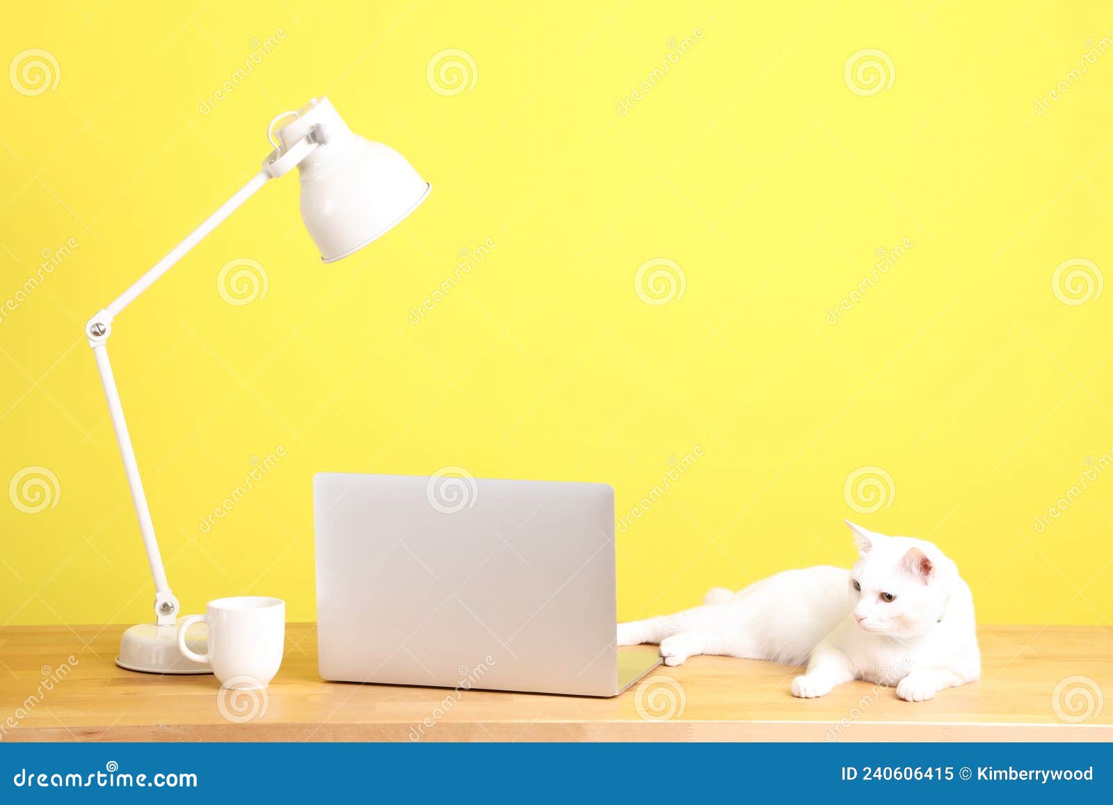 Cat at Work stock image. Image of adult, color, computer - 240606415