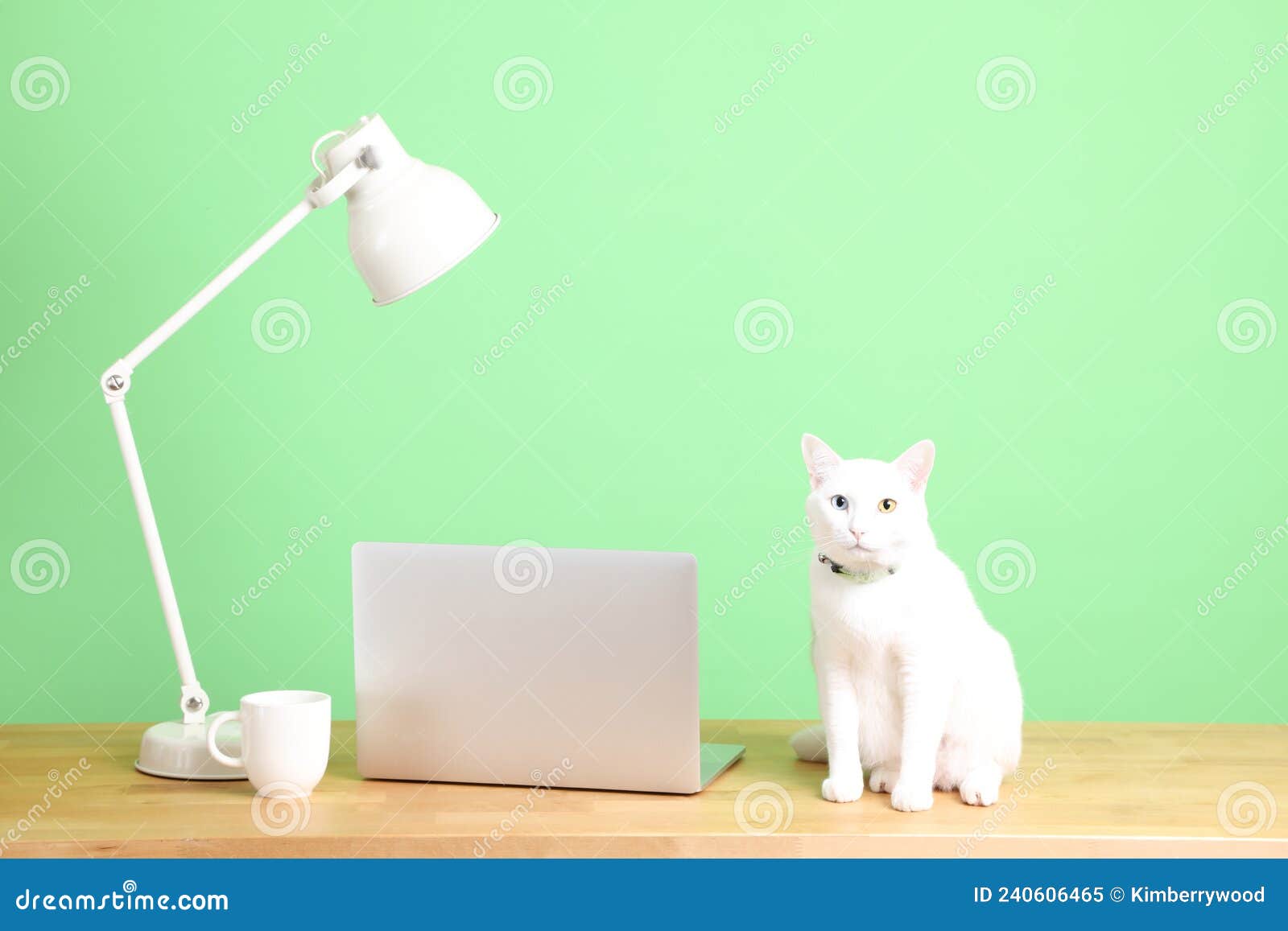 Cat at Work stock image. Image of office, desk, business - 240606465