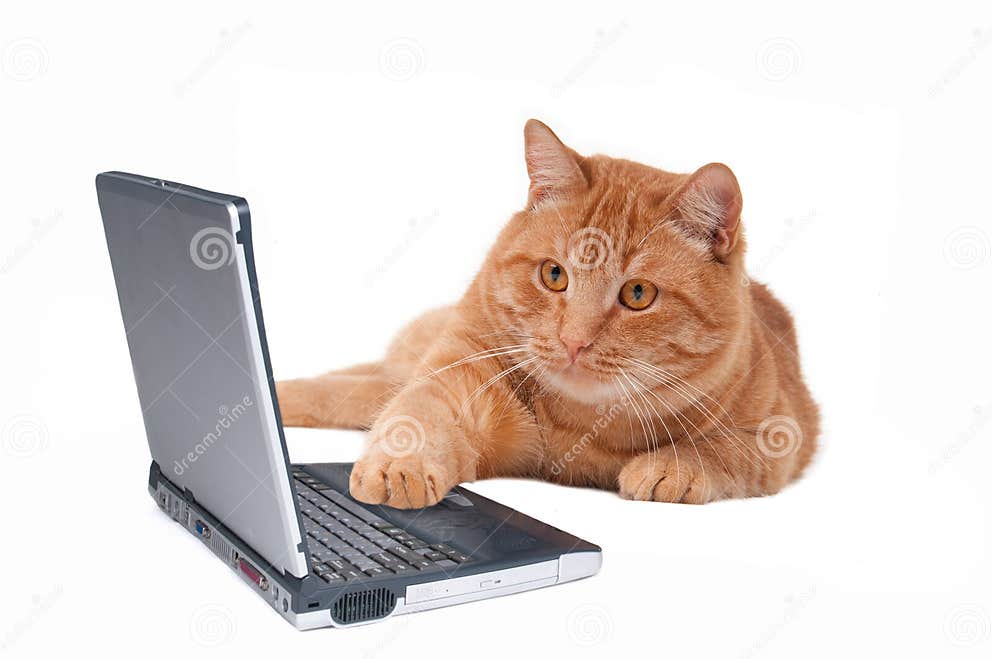 Cat Working at the Computer Stock Image - Image of lying, education ...