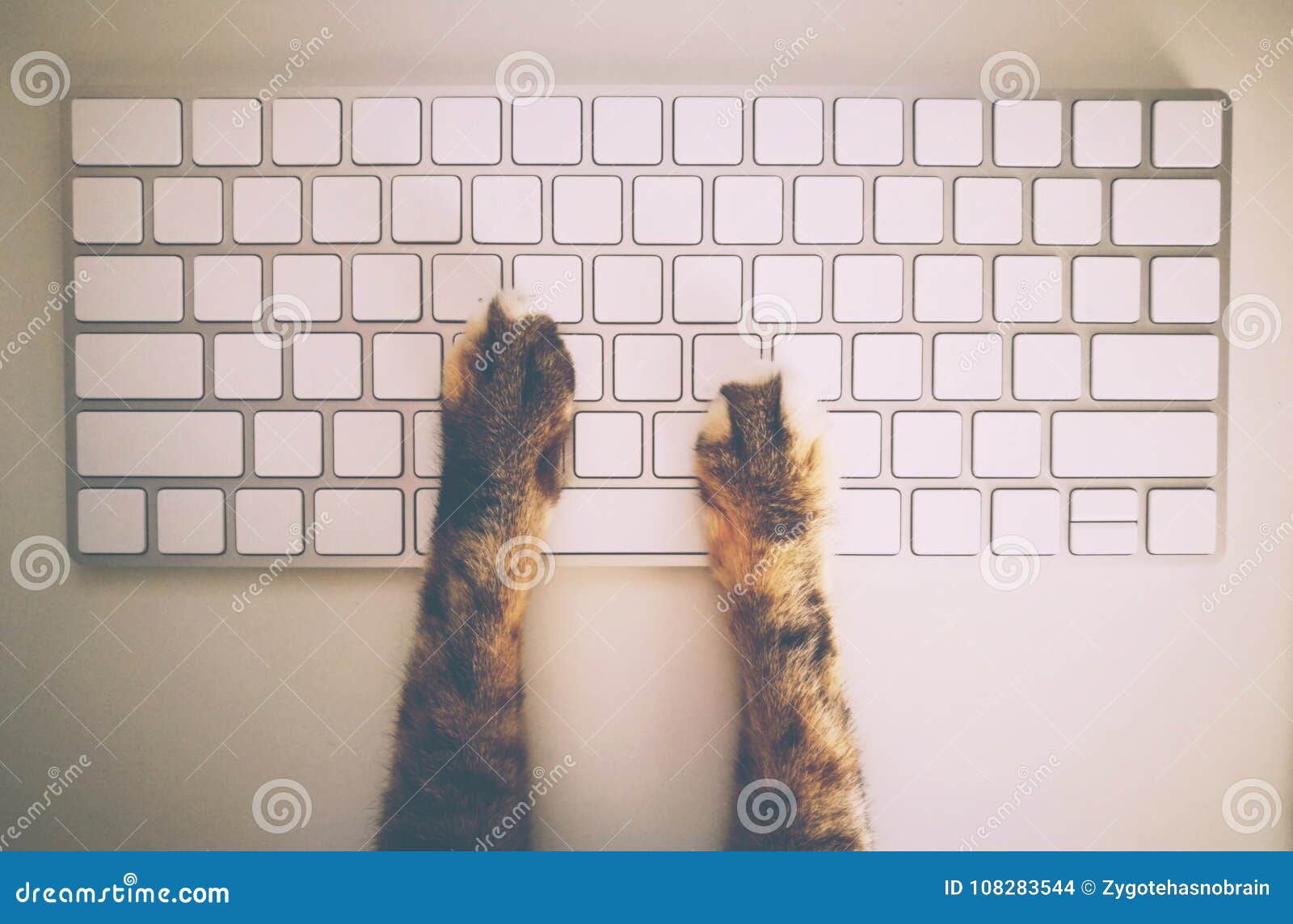 Cat Working with Computer Keyboard En Muis Stock Foto - Image of ...