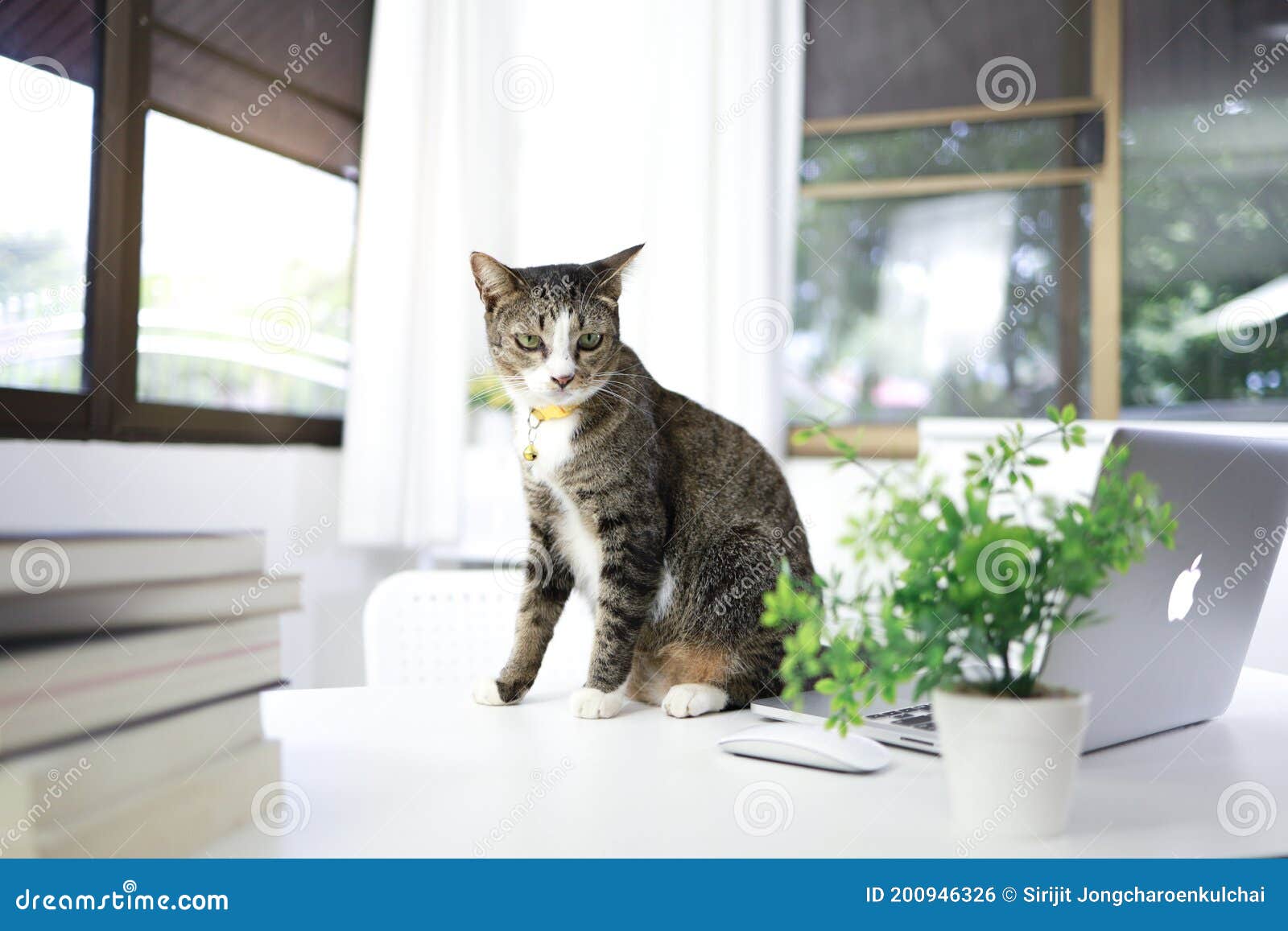 Cat Working at Laptop. Cat Asleep on the Laptop Keyboard. Assintant Cat ...