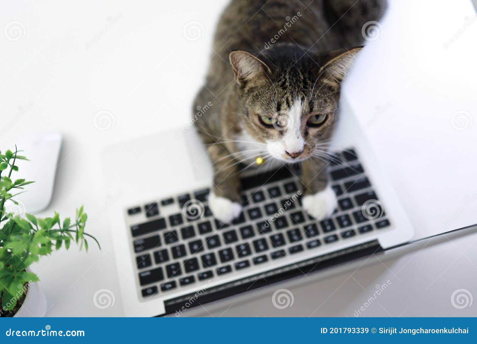 Cat Working at Laptop. Cat Asleep on the Laptop Keyboard. Assintant Cat ...