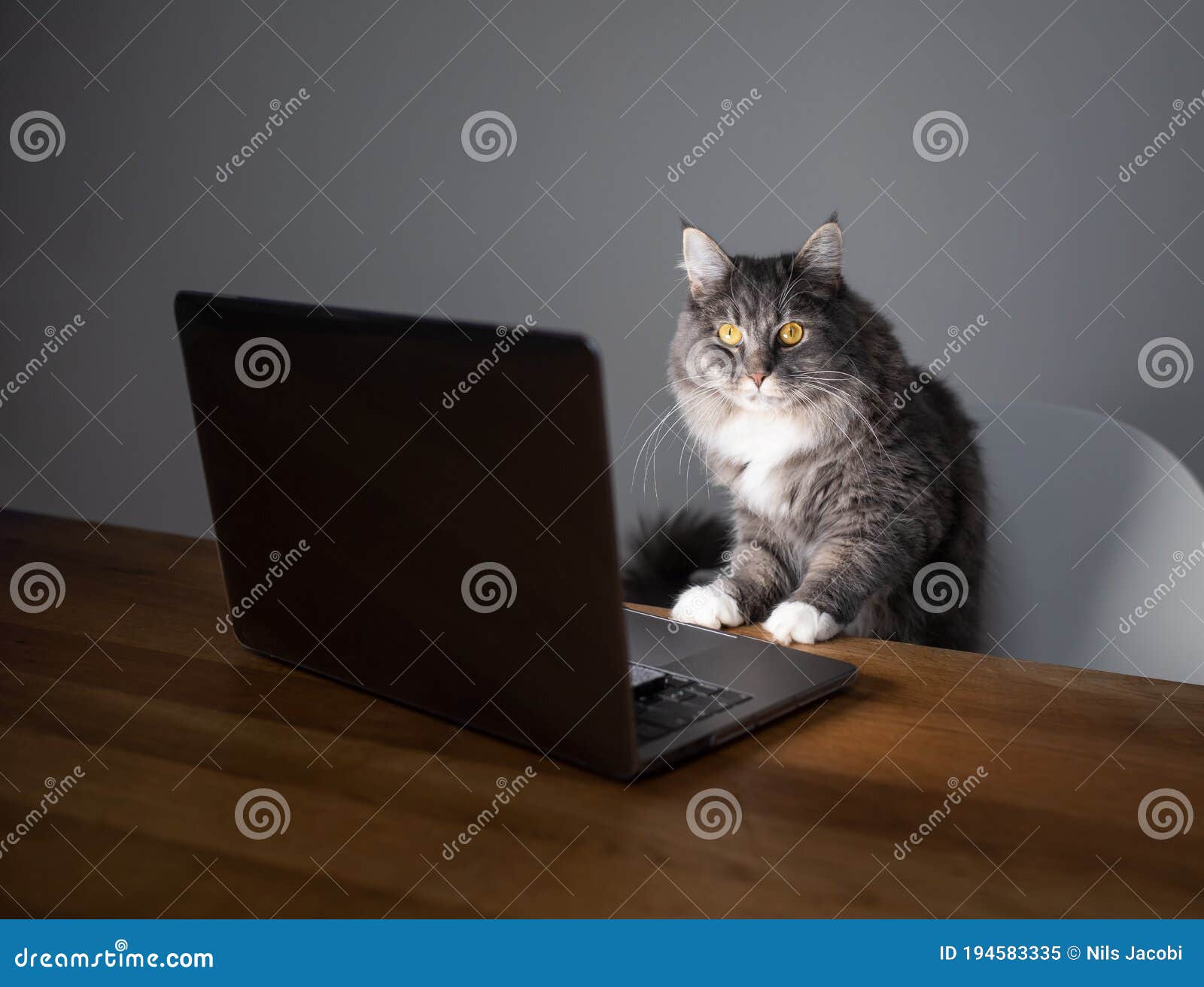 Cat Working on Notebook Computer Screen Stock Image - Image of indoors ...